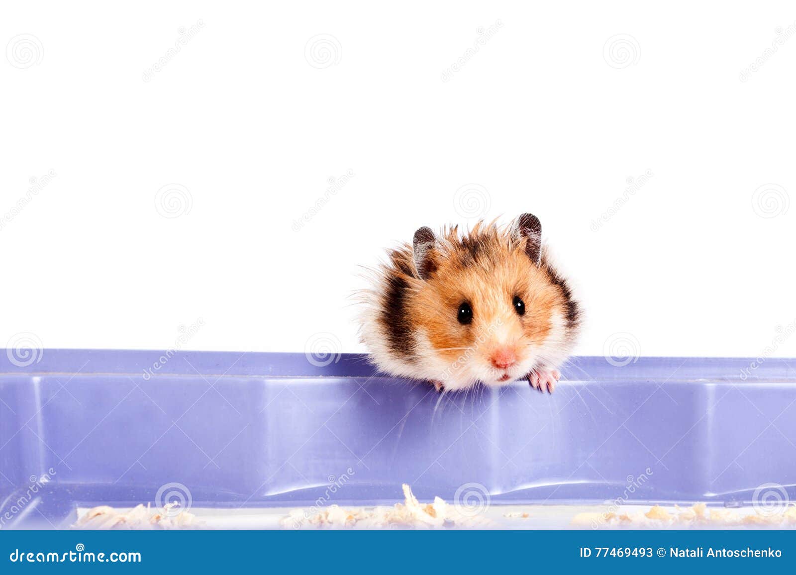 Curious little hamster stock image. Image of curious - 77469493
