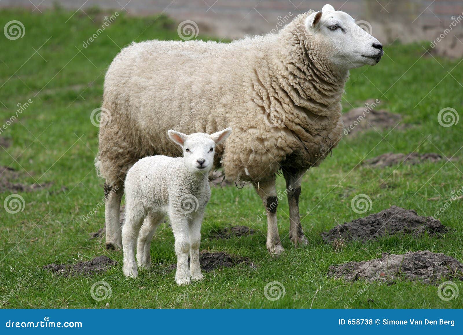 Curious little lamb stock photo. Image of wool, youth, young - 658738