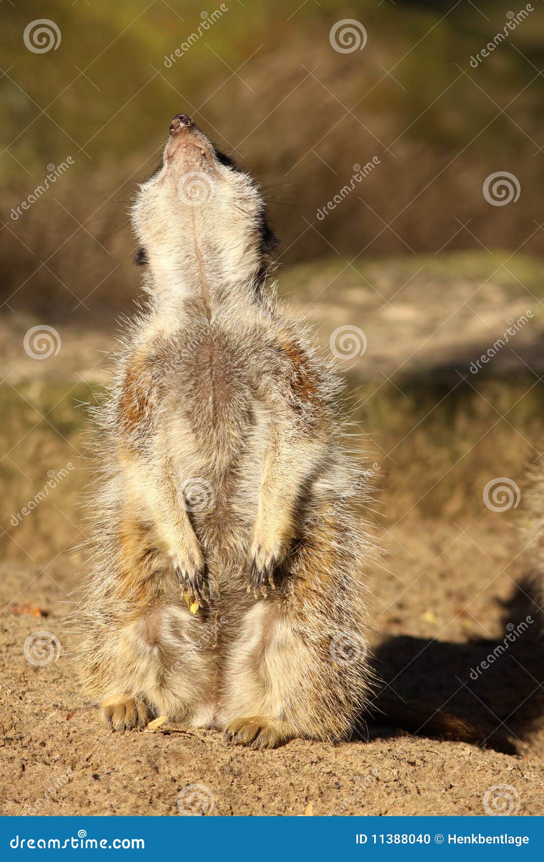 Curious Little Meerkat Looking Up Stock Photo - Image of animal, white ...