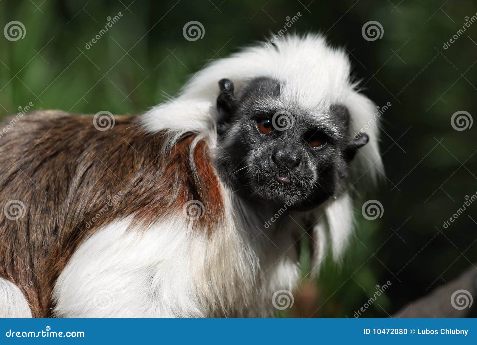 Curious little monkey stock photo. Image of africa, mammal - 10472080