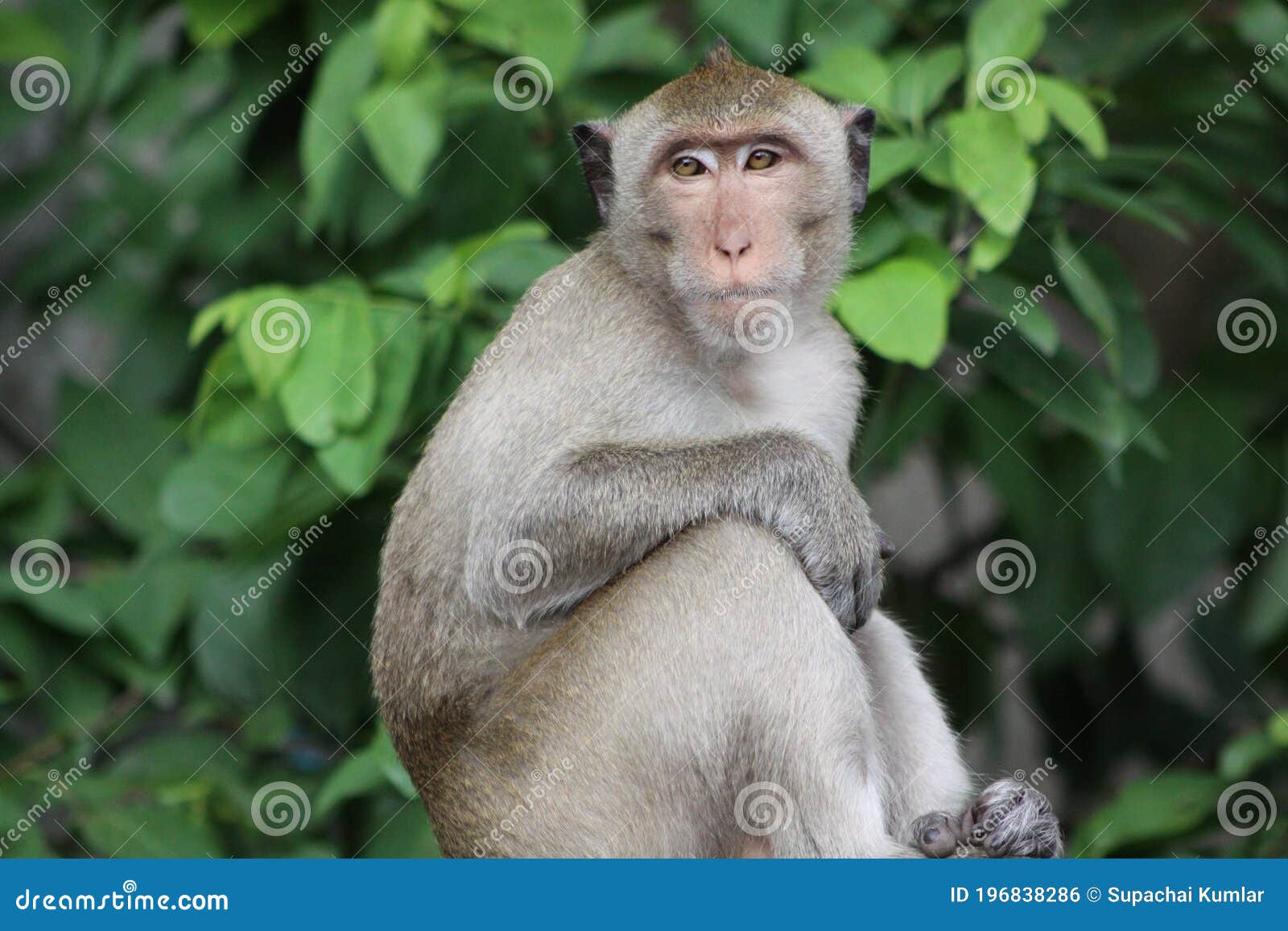 Curious little monkey stock photo. Image of scoop, cockroach - 196838286