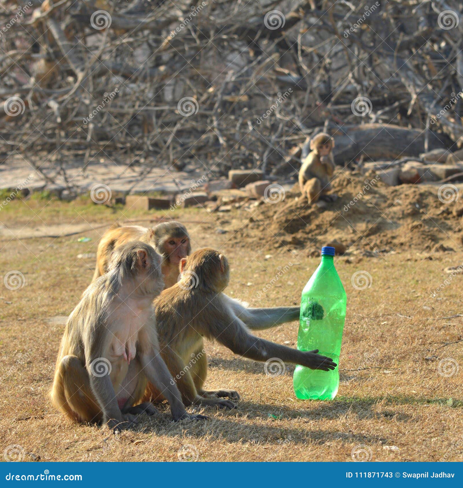 Curious little monkeys stock image. Image of monkeys - 111871743