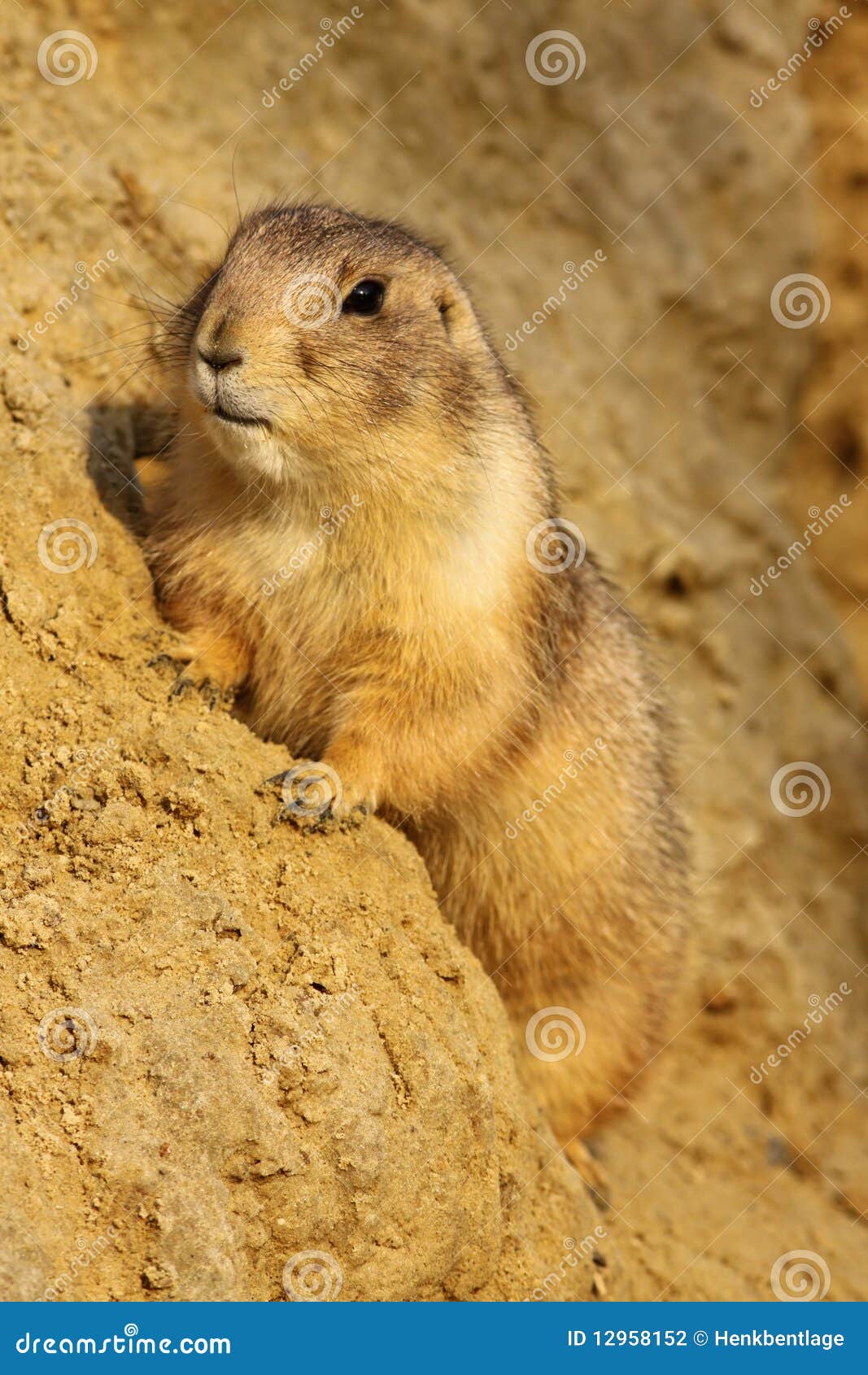 Curious Little Prairie Dog on a Sandy Hill Stock Photo - Image of ...