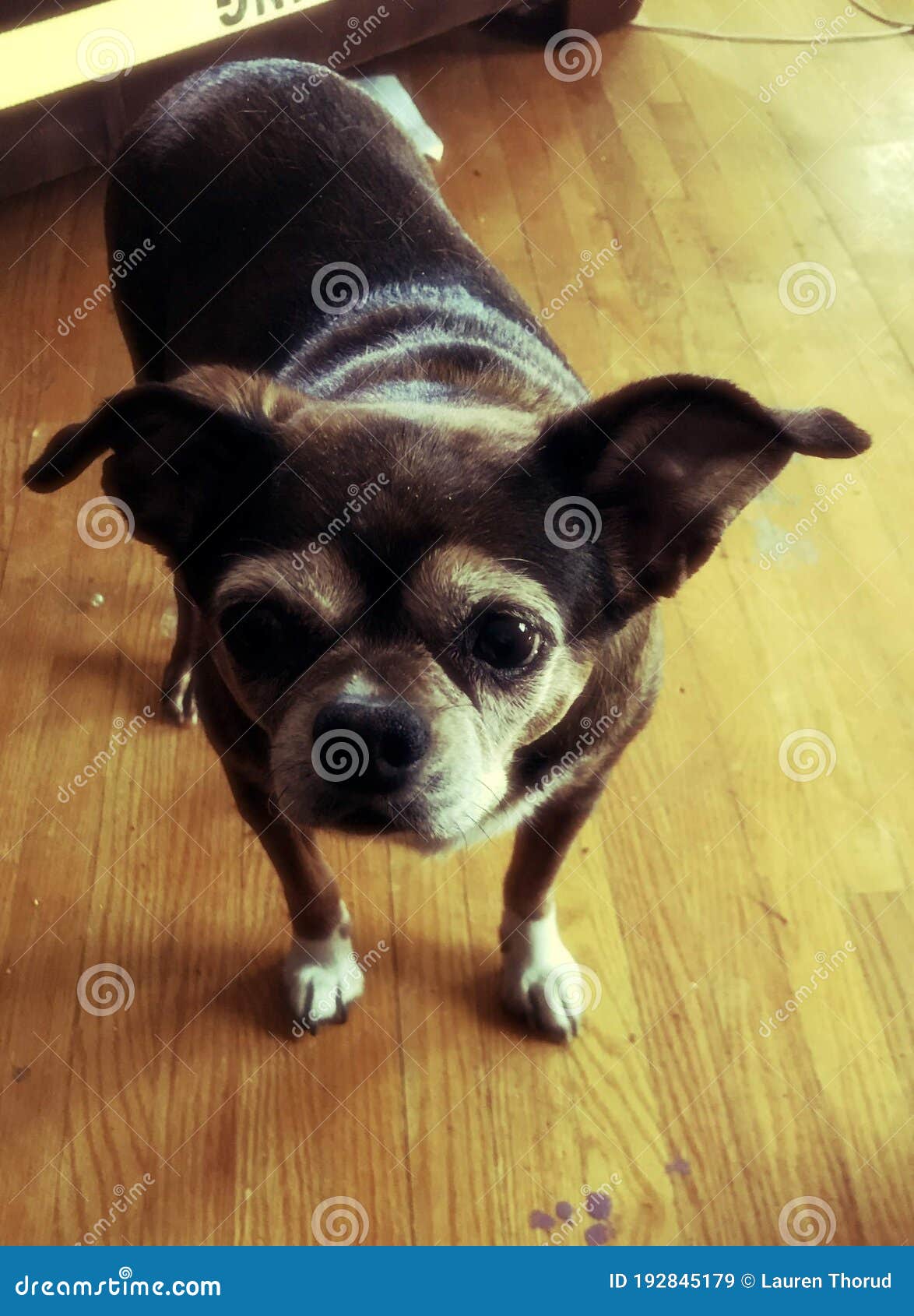 Cute doggy stock image. Image of curious, doggy, cute - 192845179
