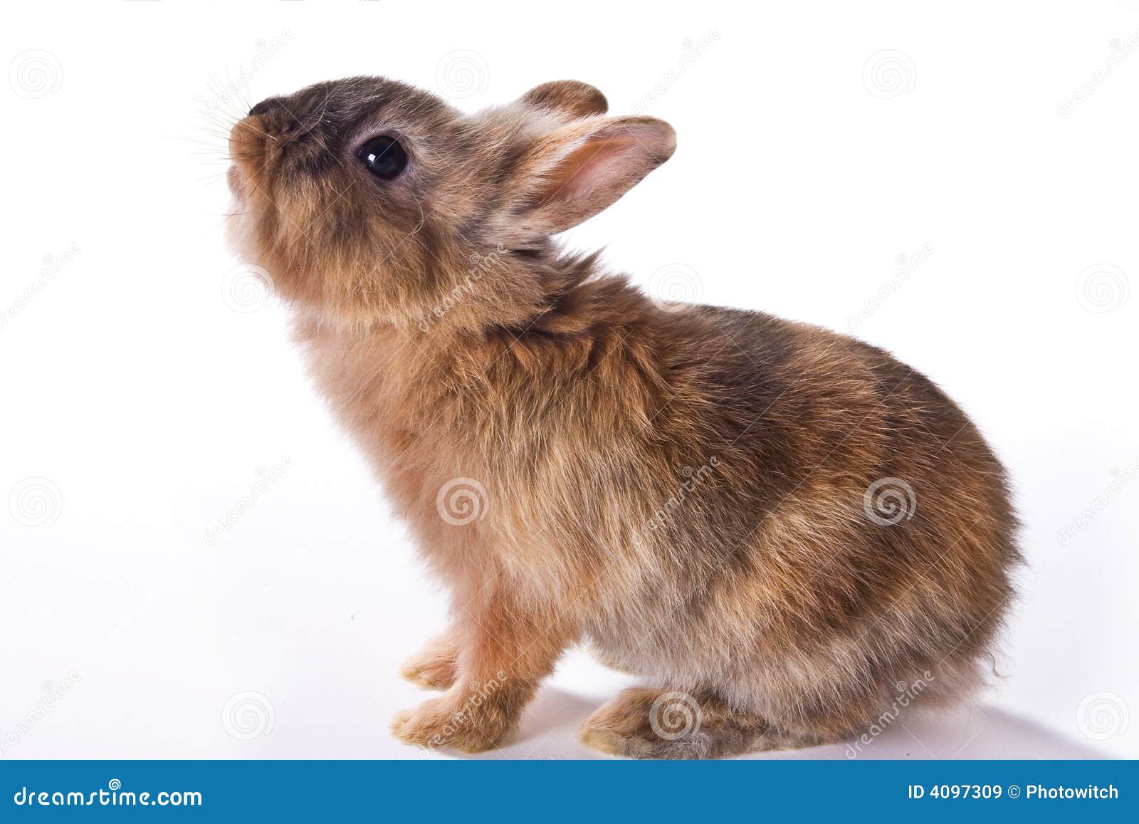 Curious little rabbit stock image. Image of bunny, springtime - 4097309