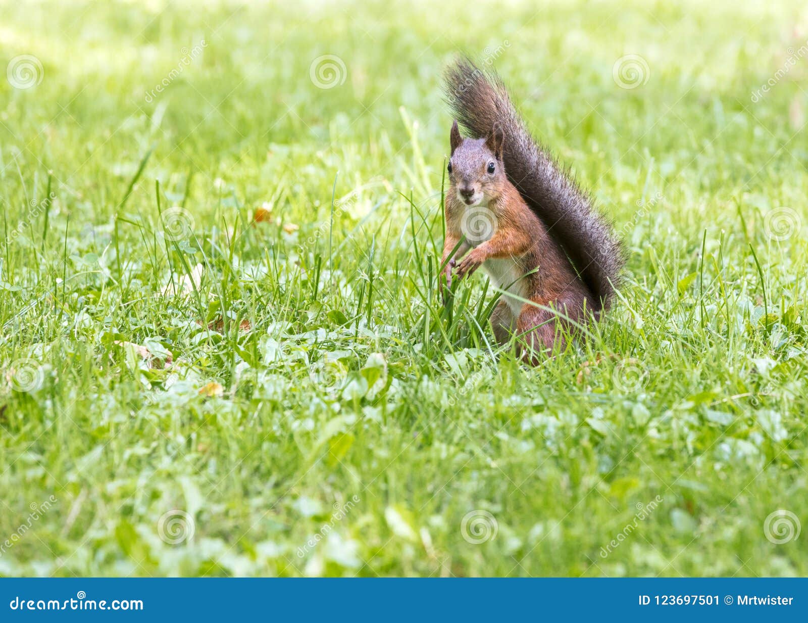 Curious Little Red Squirrel Standing in Grass Stock Image - Image of ...