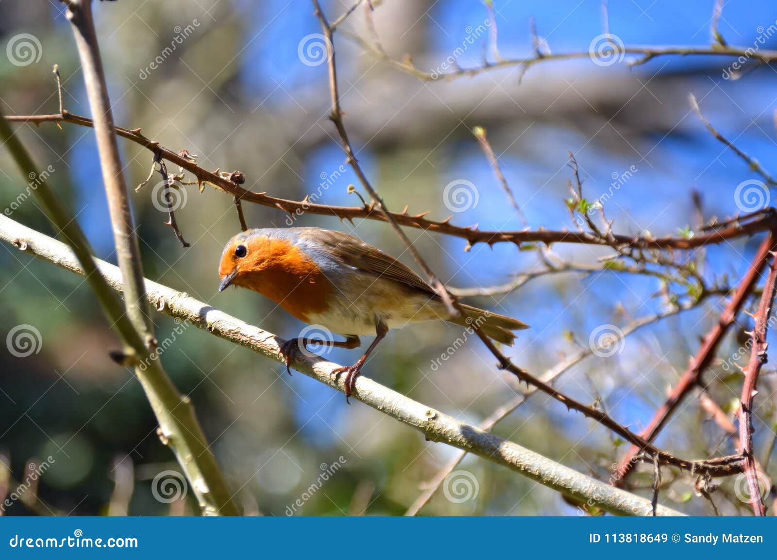 A Curious Little Robin Perched on a Twig Stock Image - Image of blue ...