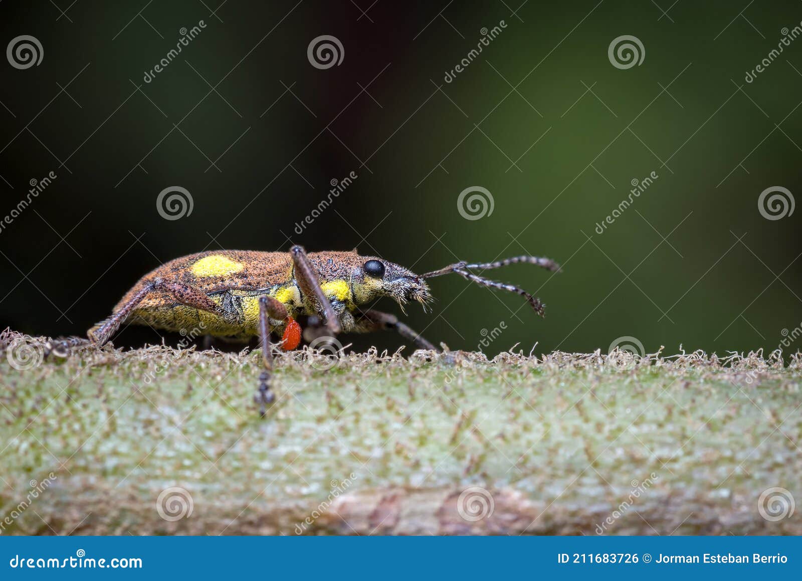 Curious Little Weevil Crawling Down a Hairy Branch Stock Photo - Image ...