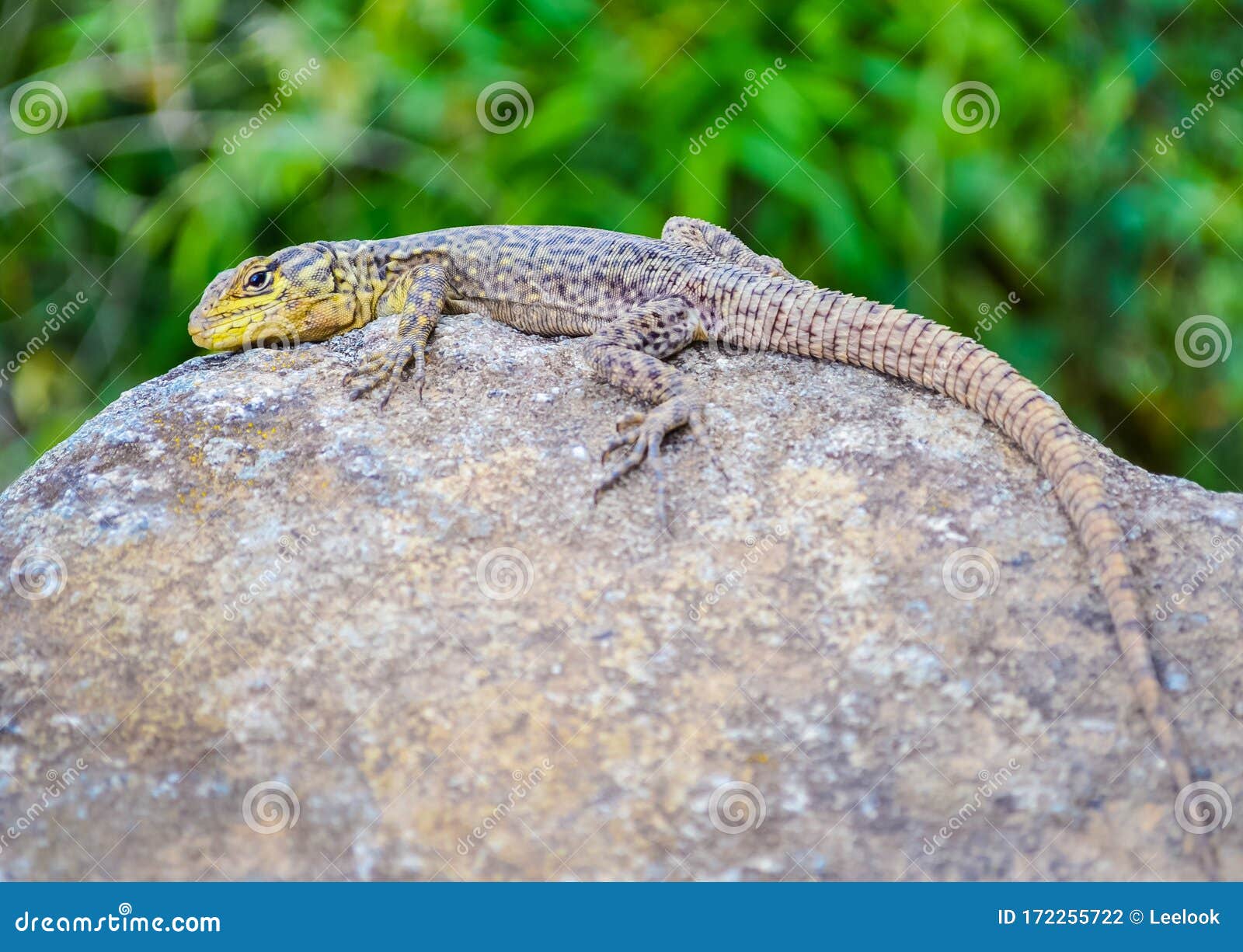Curious Lizard Enjoying the Sun on the Rock Stock Photo - Image of head ...