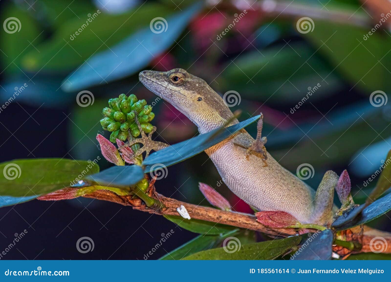 Curious Lizard Looking To the Camera Stock Photo - Image of posing ...