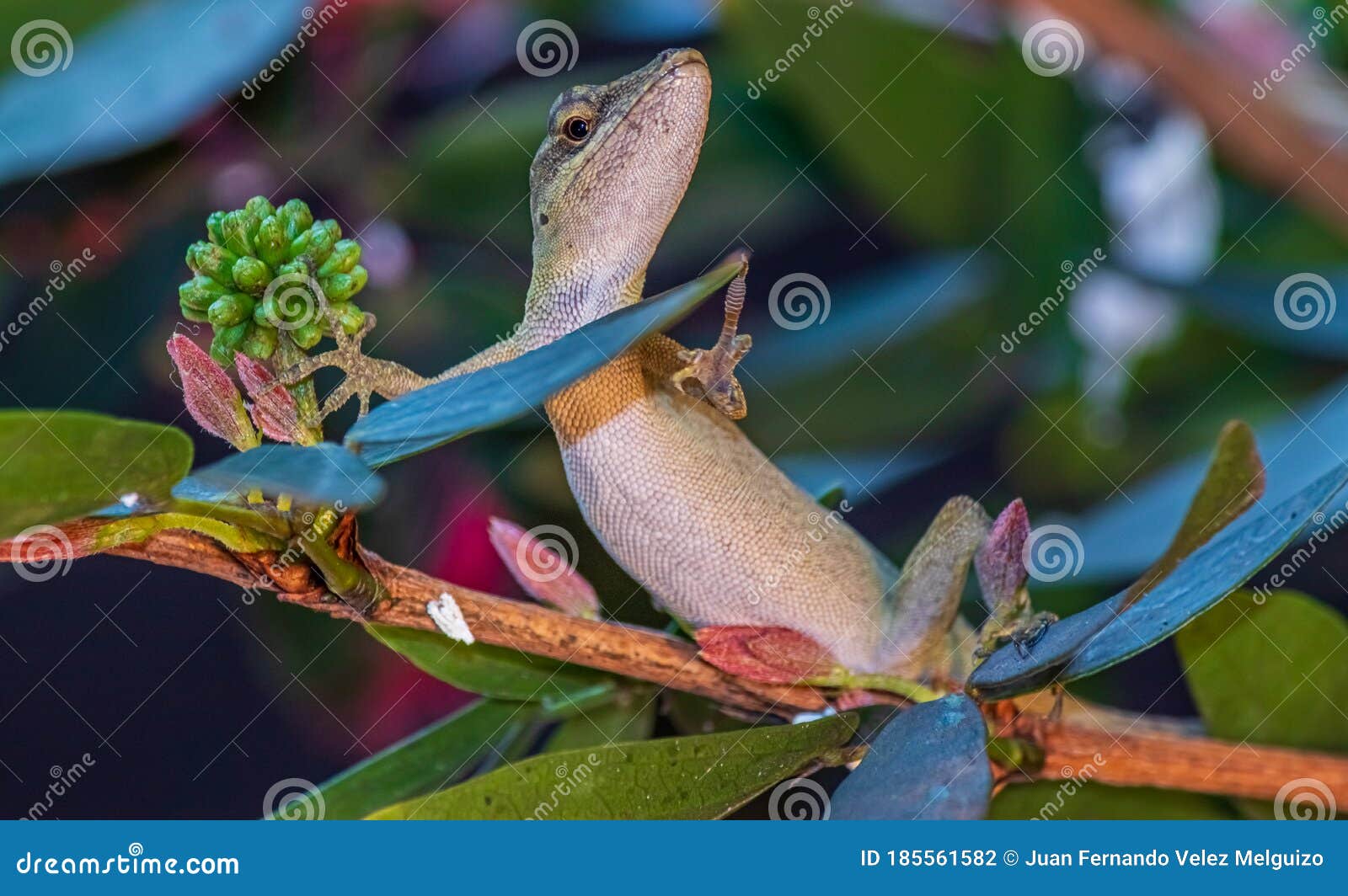 A Very Curious Lizard Looking Stock Photo - Image of leaf, lizard ...