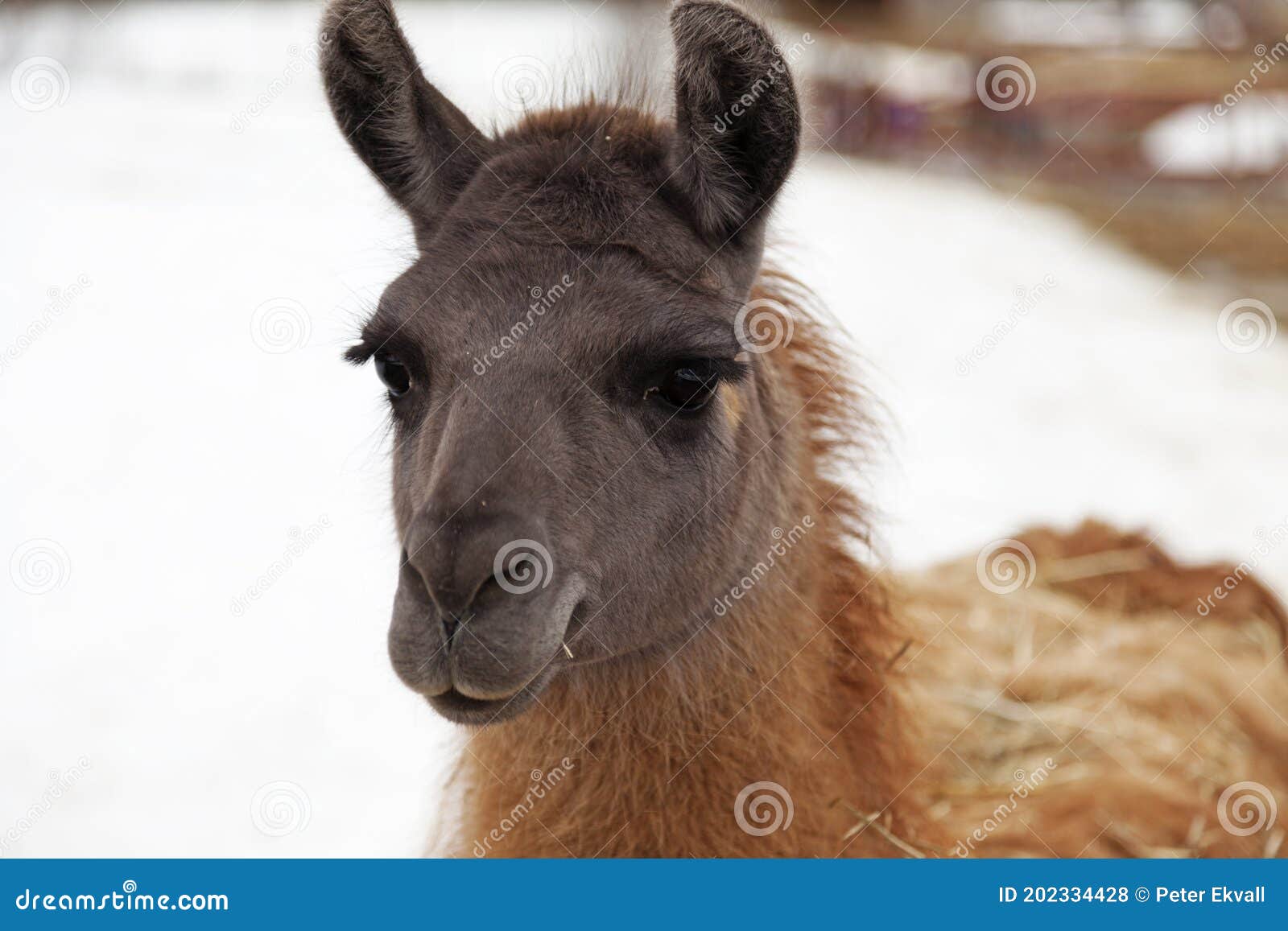 Curious Llama with Big Beautiful Eyes Stock Photo - Image of guanaco ...