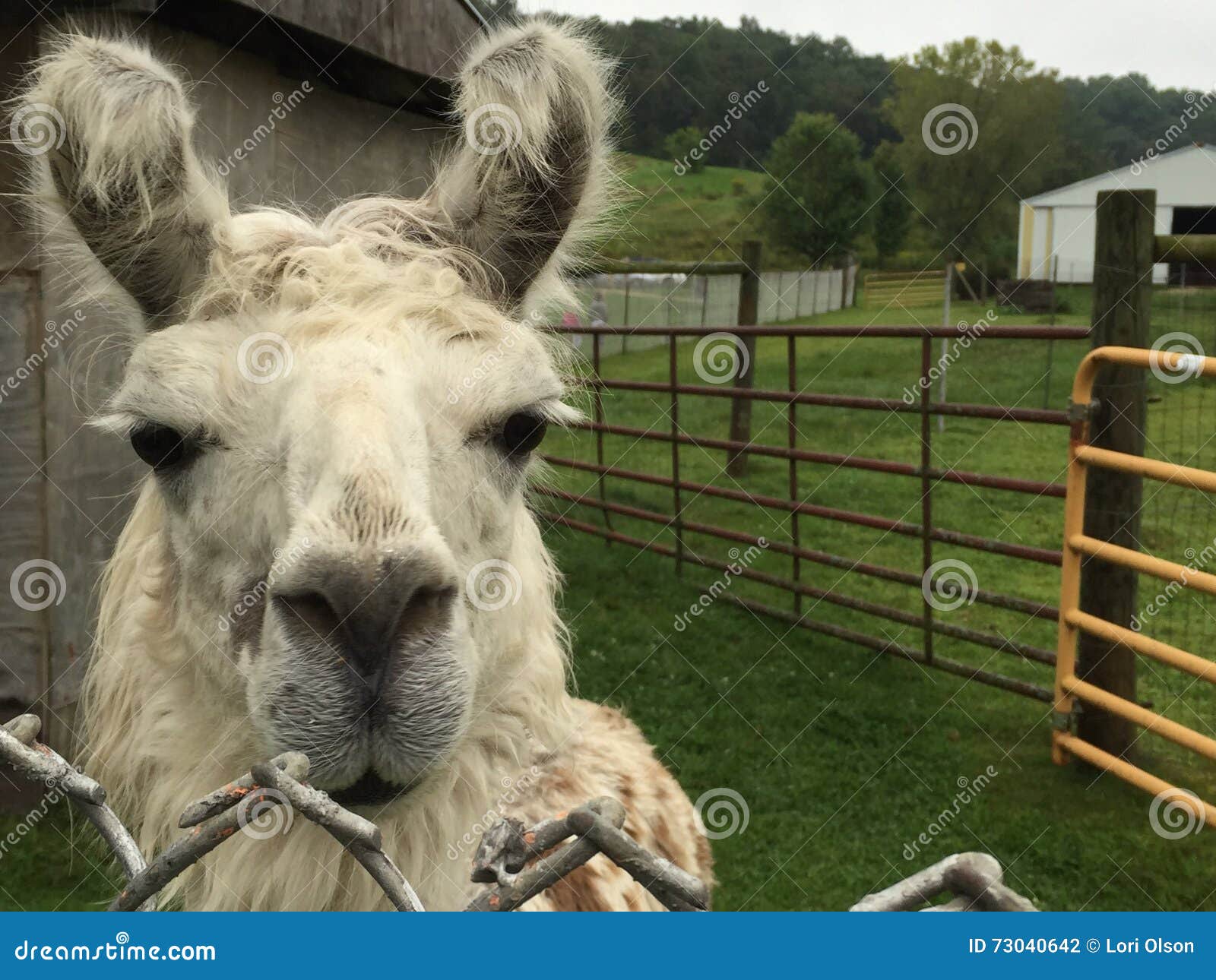 Curious Llama stock photo. Image of llama, grass, spring - 73040642