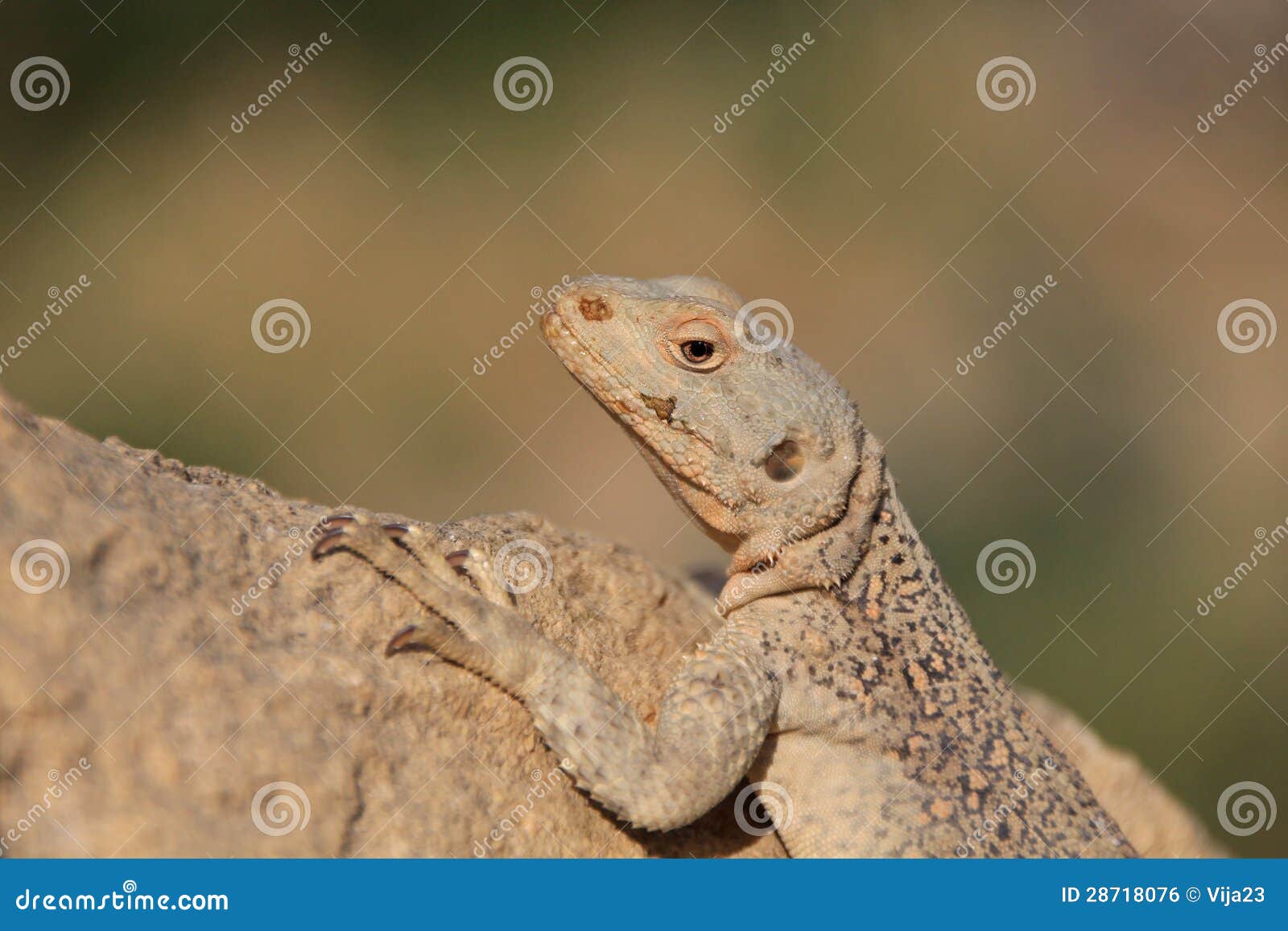 Curious Look stock photo. Image of brown, curios, look - 28718076