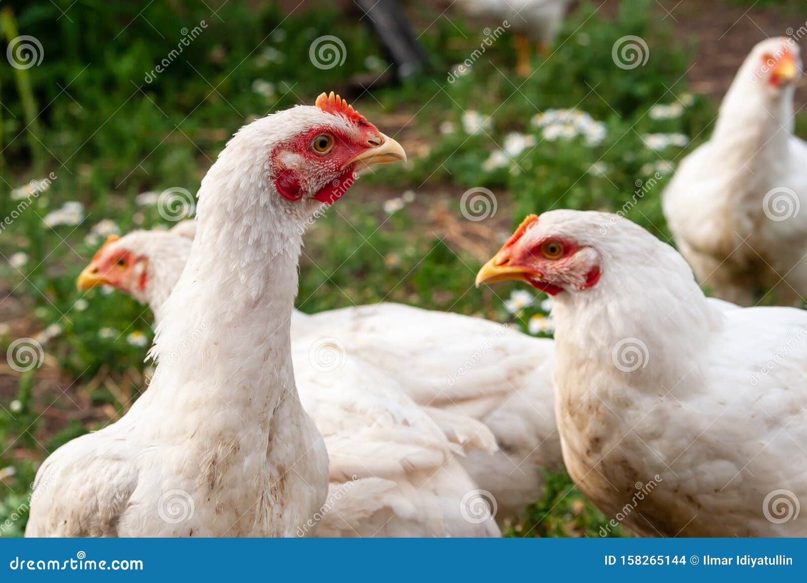 A Curious Look of a Hen, Closeup Stock Photo - Image of fowl, female ...