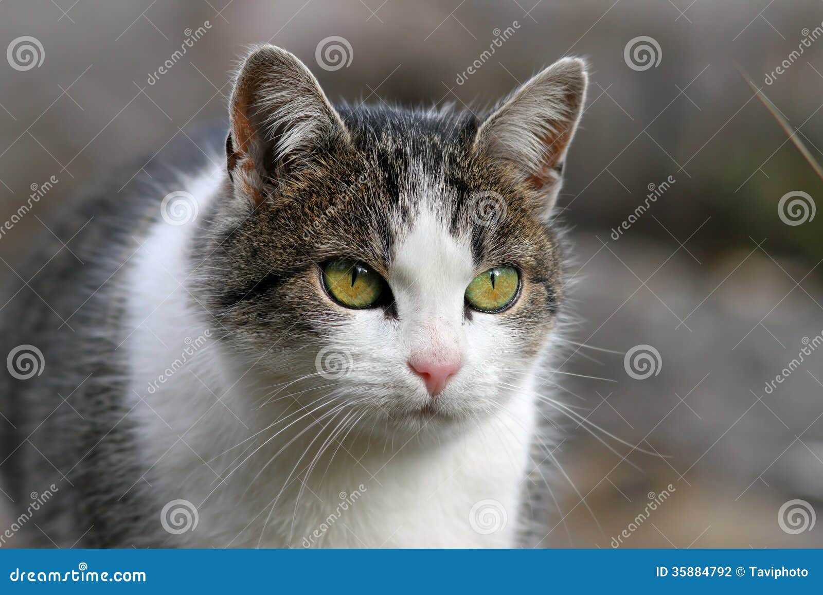 Curious Looking Cat Portrait Stock Photo - Image of kitty, breed: 35884792