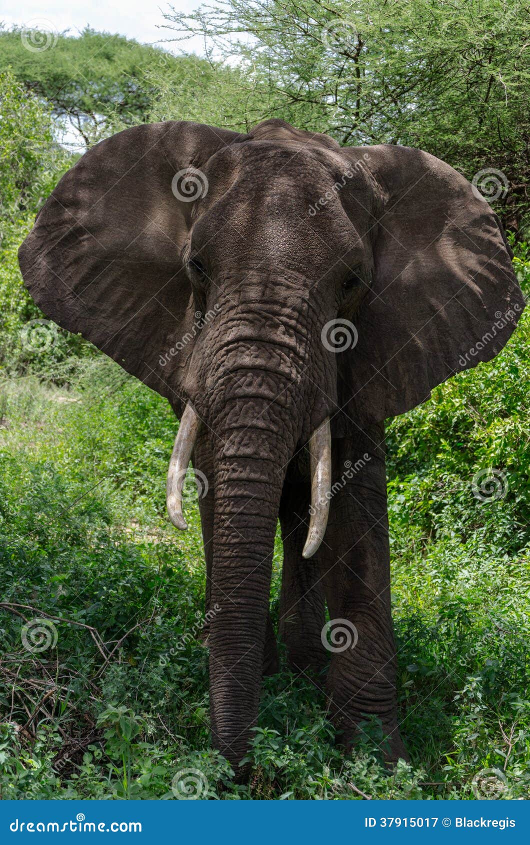 Curious looking elephant stock image. Image of green - 37915017