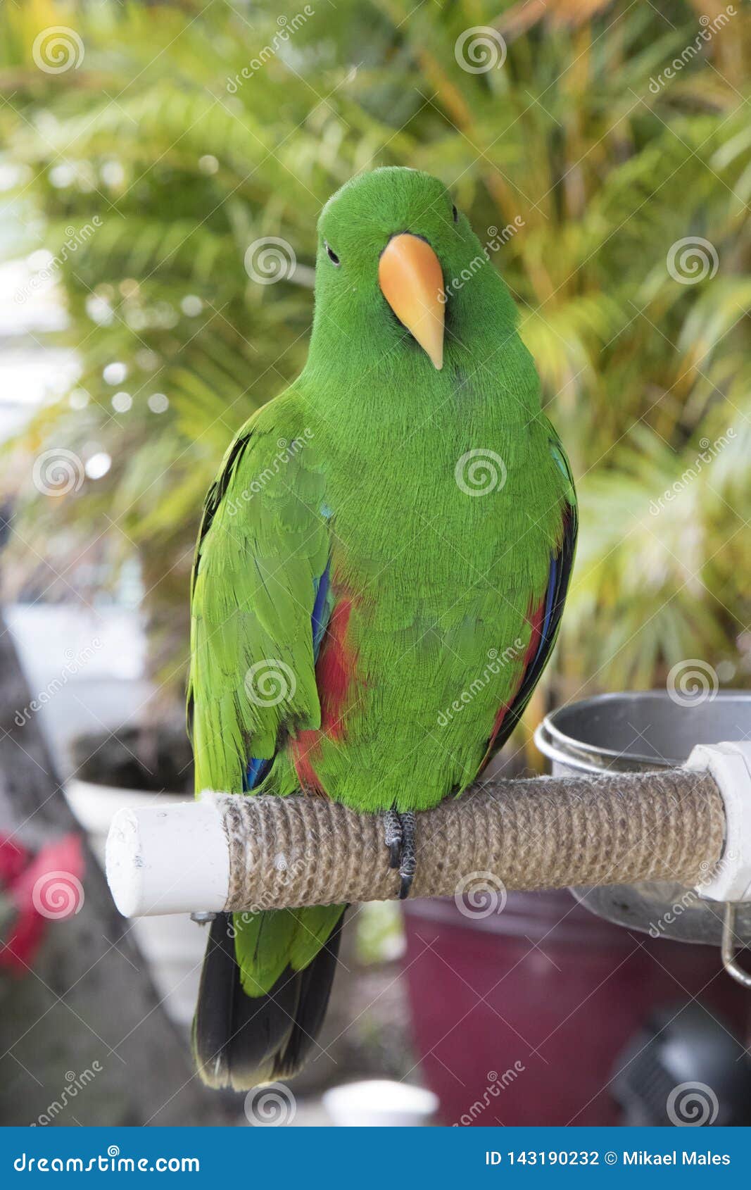 A Curious Looking Green Parrot Sitting on a Perch Stock Photo - Image ...