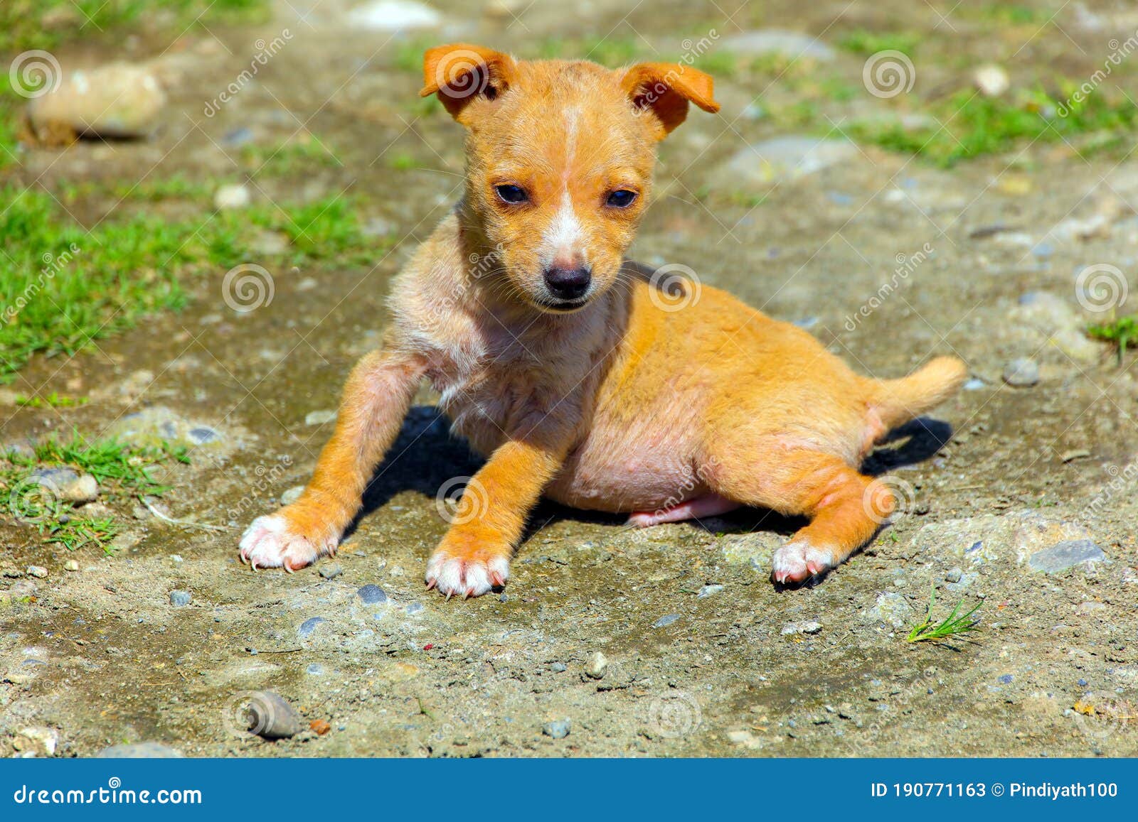 Native Philippines Puppy on the Ground Stock Image - Image of ...