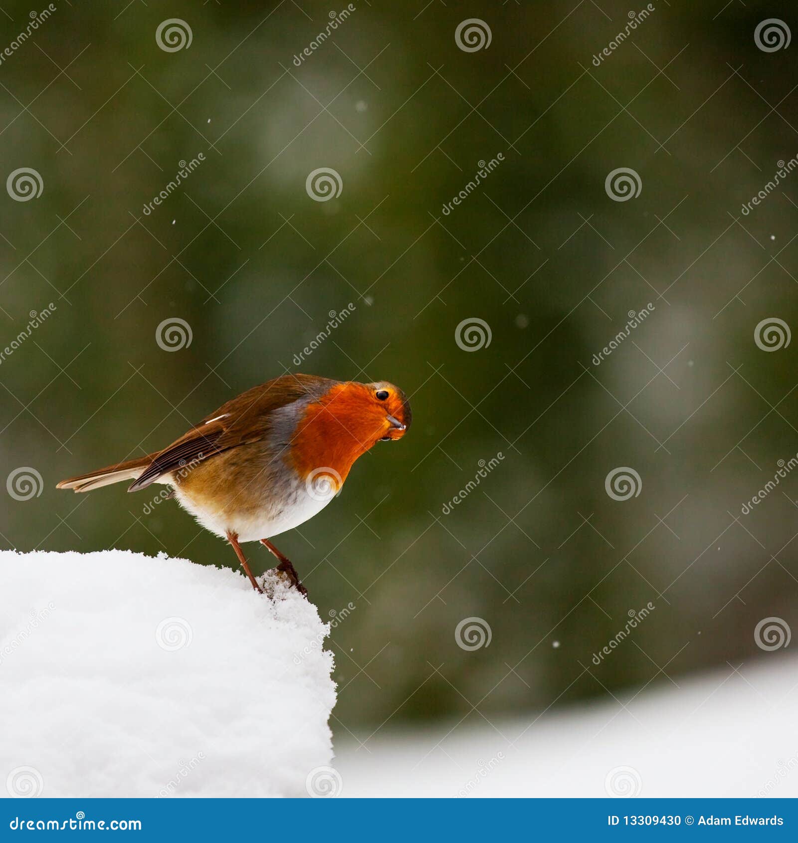 Curious Looking Robin in Snow Stock Photo - Image of christmas, house ...