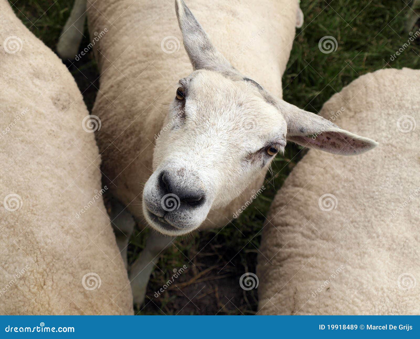 Curious looking sheep stock image. Image of tame, long - 19918489