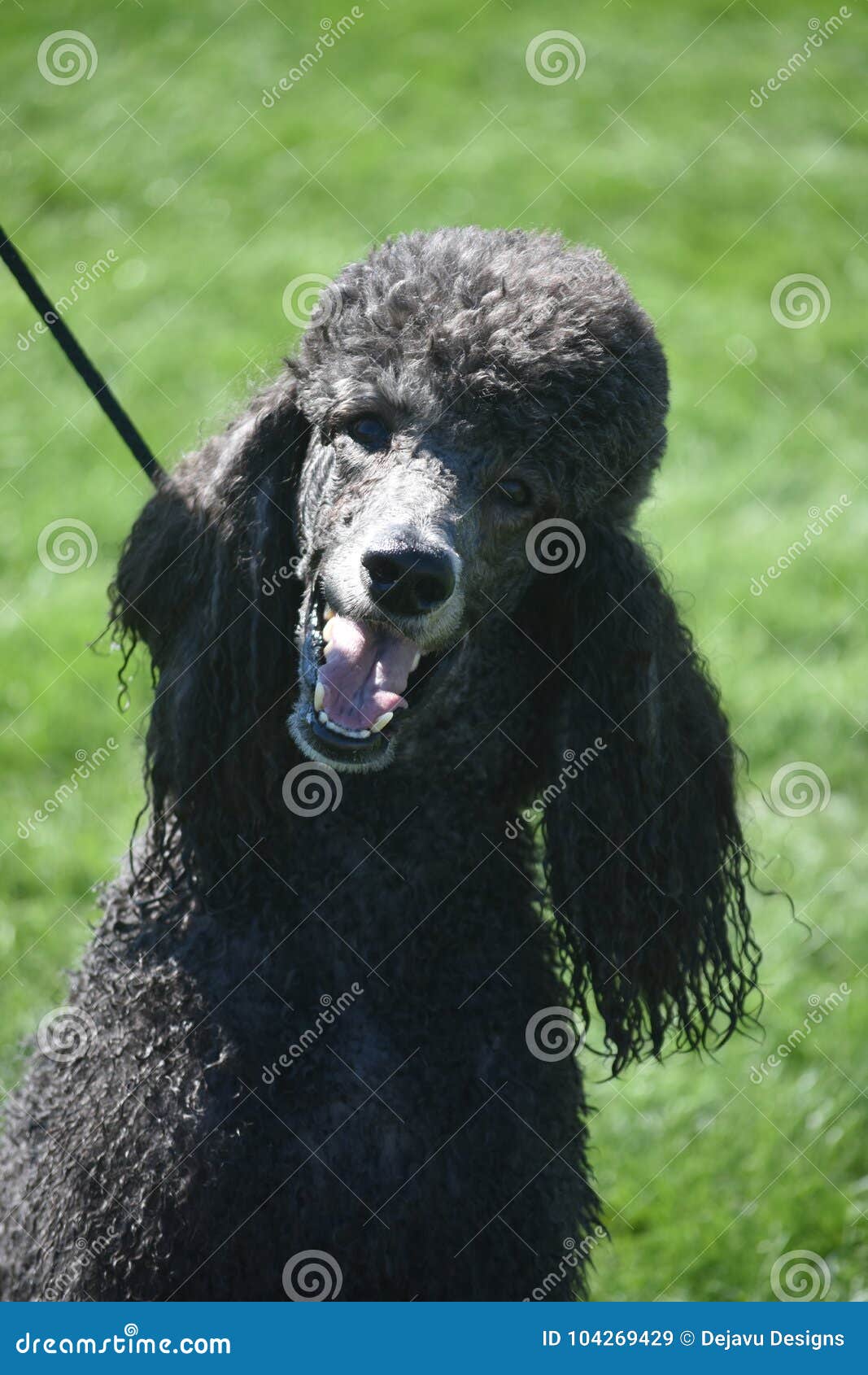 Adorable Black Poodle Looking Curiously at the Camera Stock Image ...