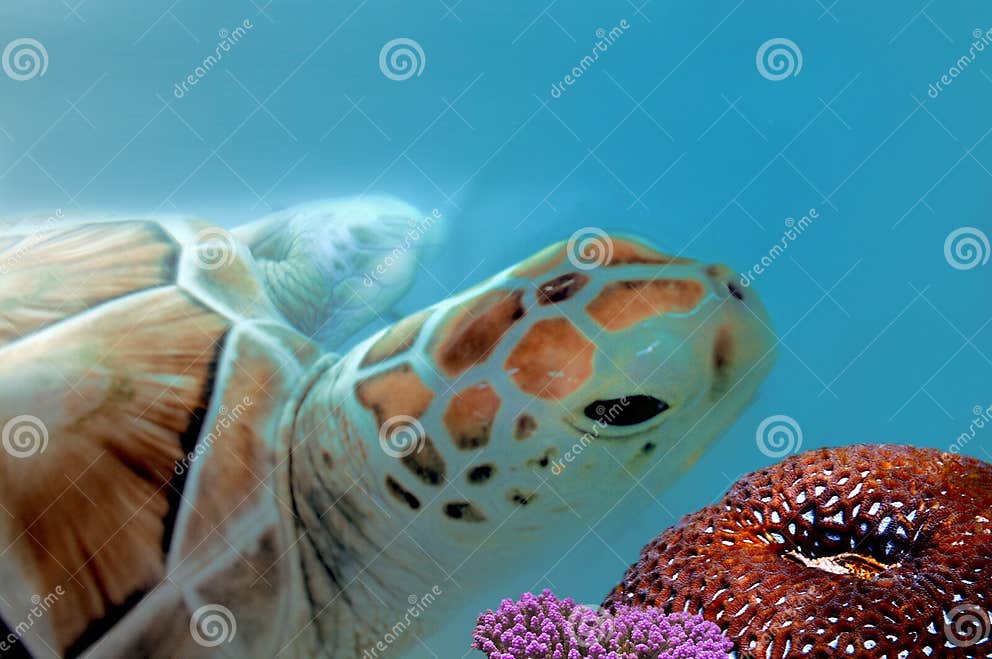 Curious looking turtle stock image. Image of looking - 187098239