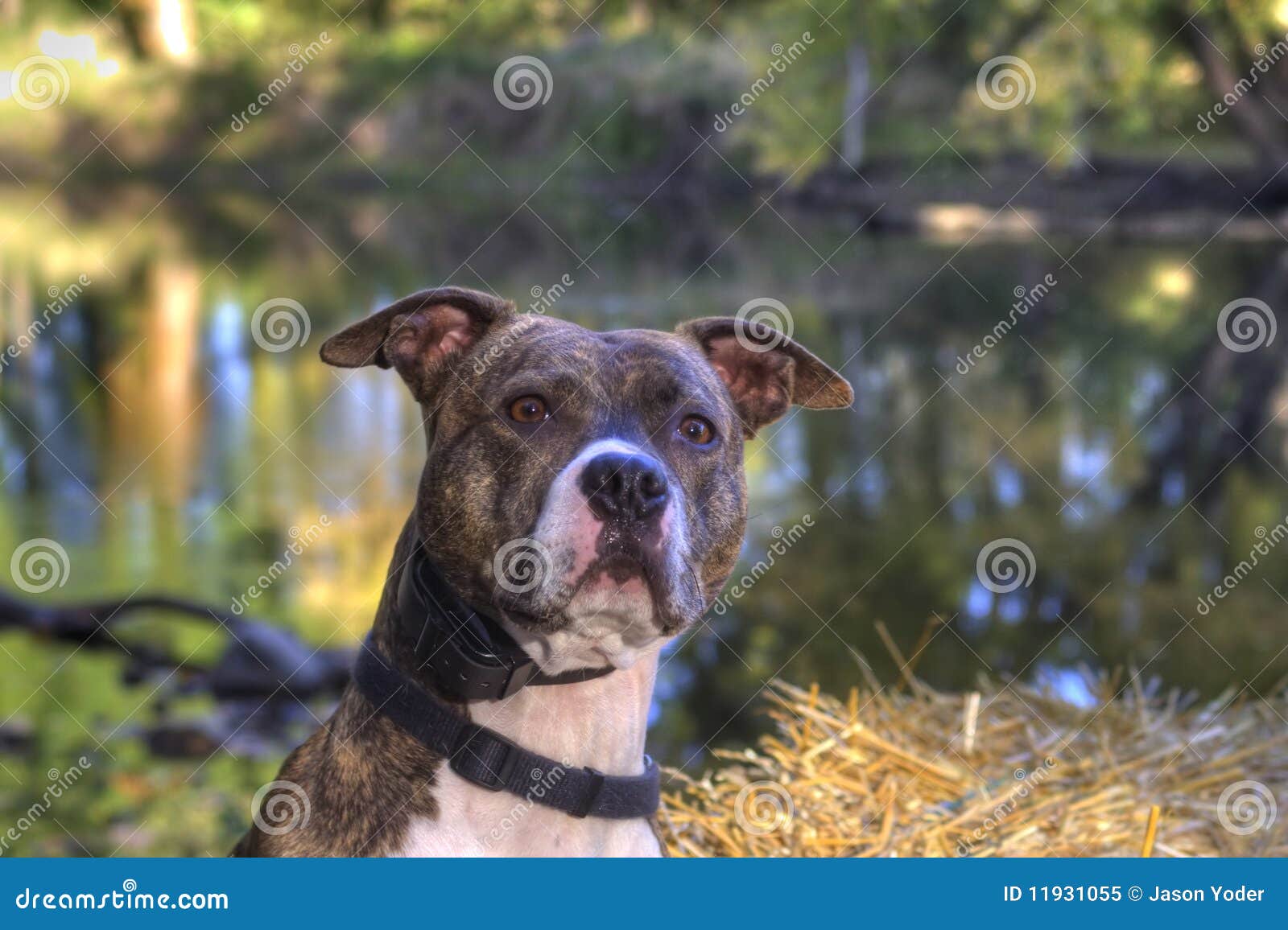 Curious Lookout Dog stock image. Image of strong, attentive - 11931055