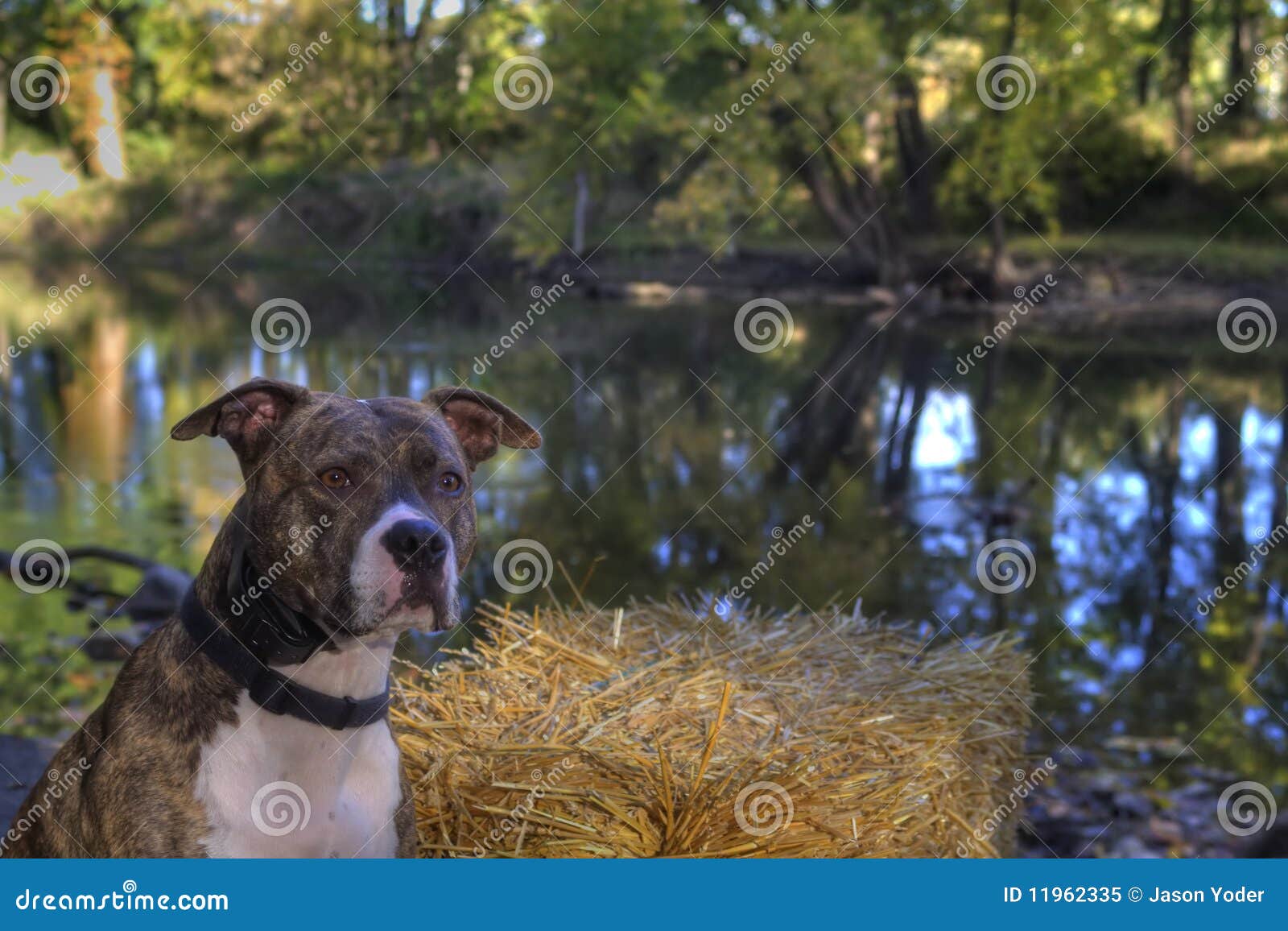 Curious Lookout Dog stock image. Image of sitting, animal - 11962335