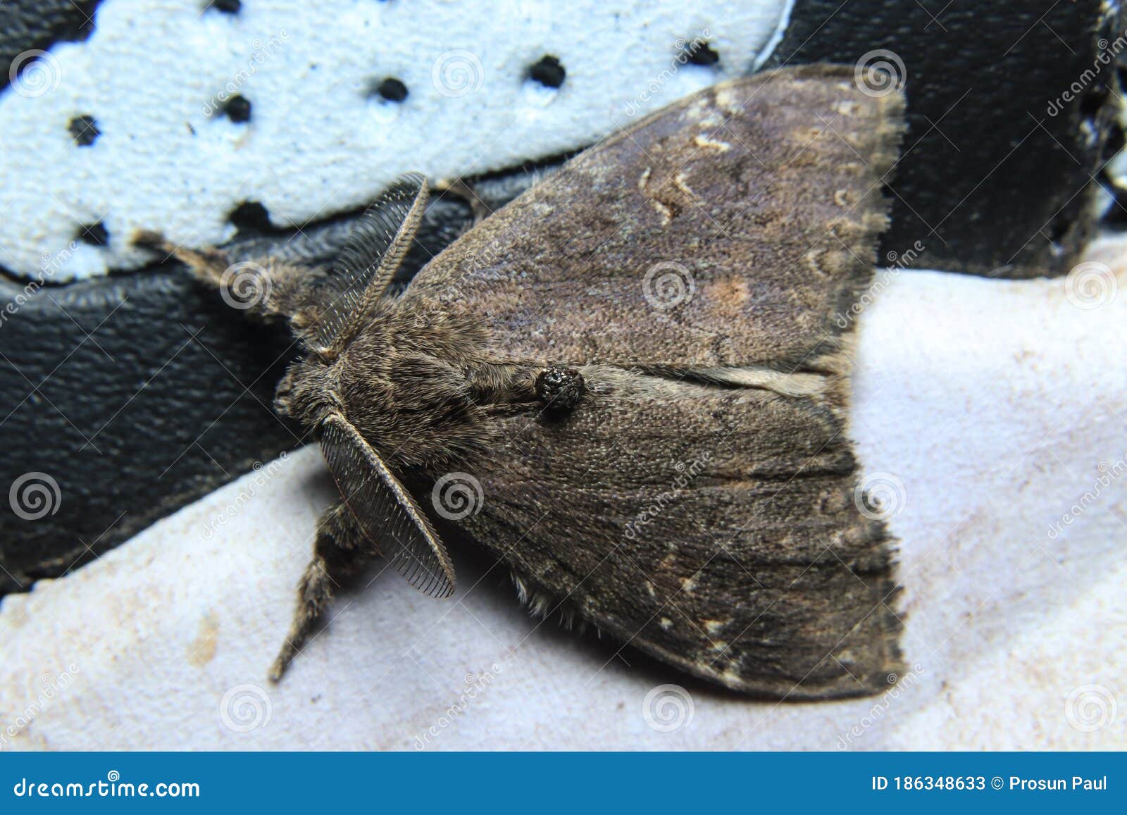 Curious Lymantriidae Moth on My Shoos Top View Stock Image - Image of ...