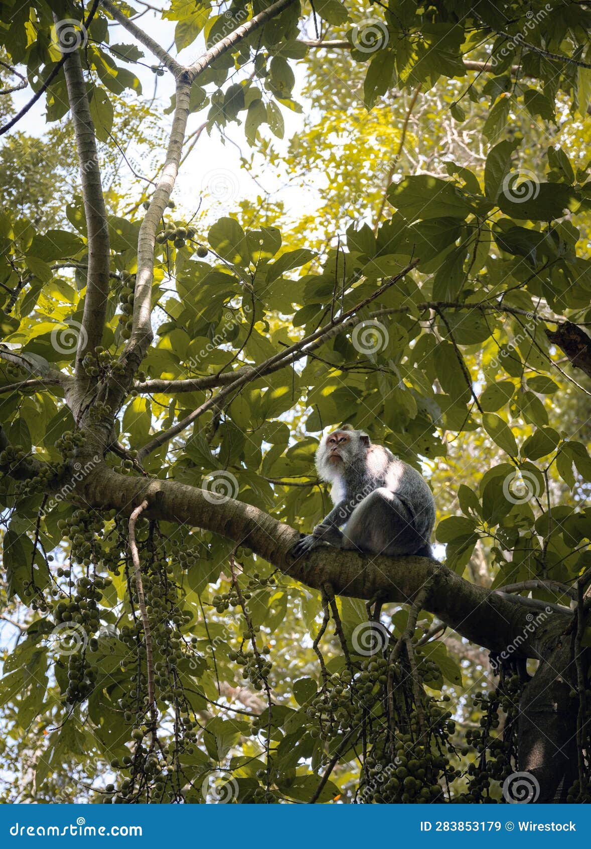 Curious Macaque Perched on a Tree and Looking Up at the Sky in ...