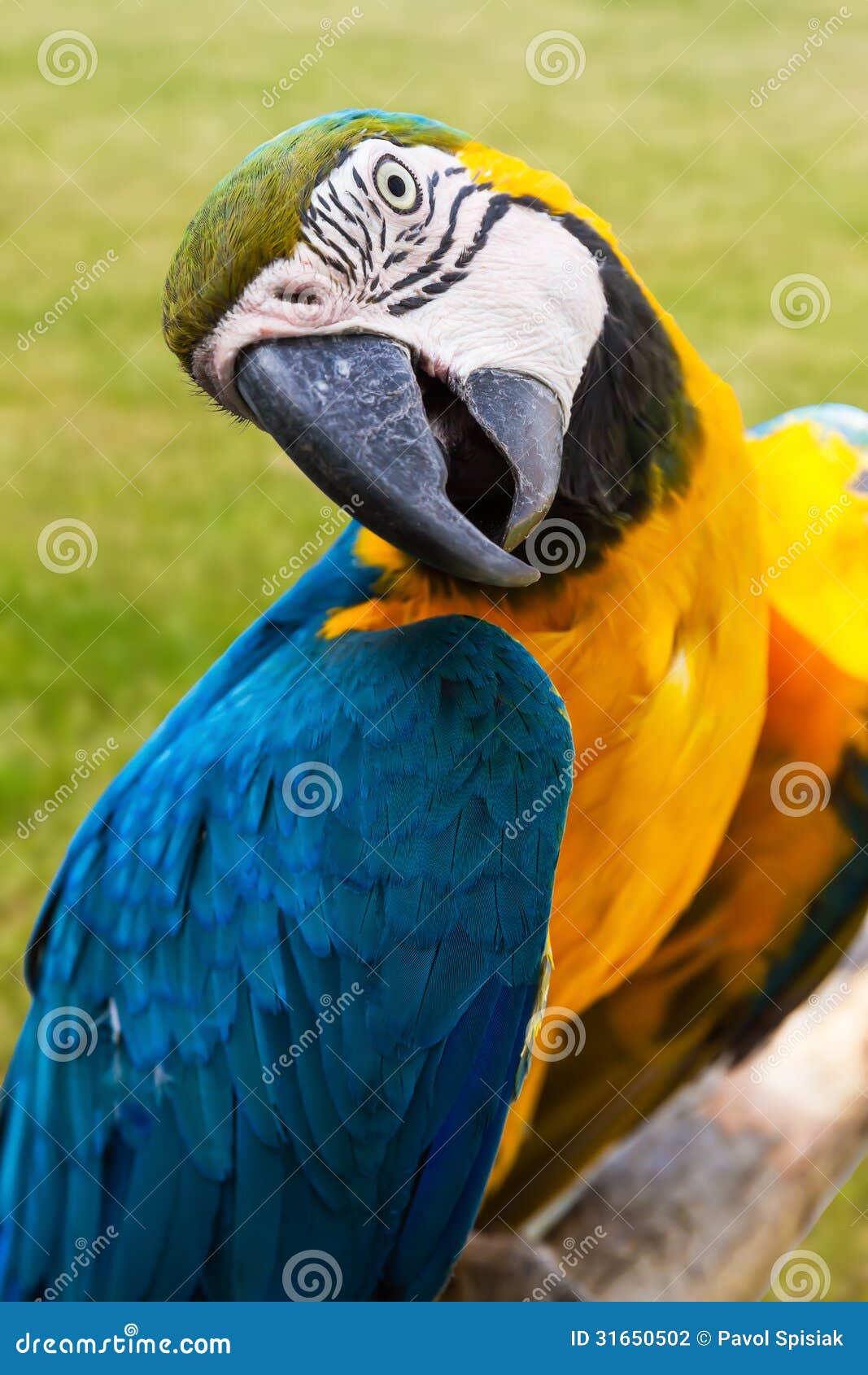 Curious macaw. stock photo. Image of exotic, colored - 31650502