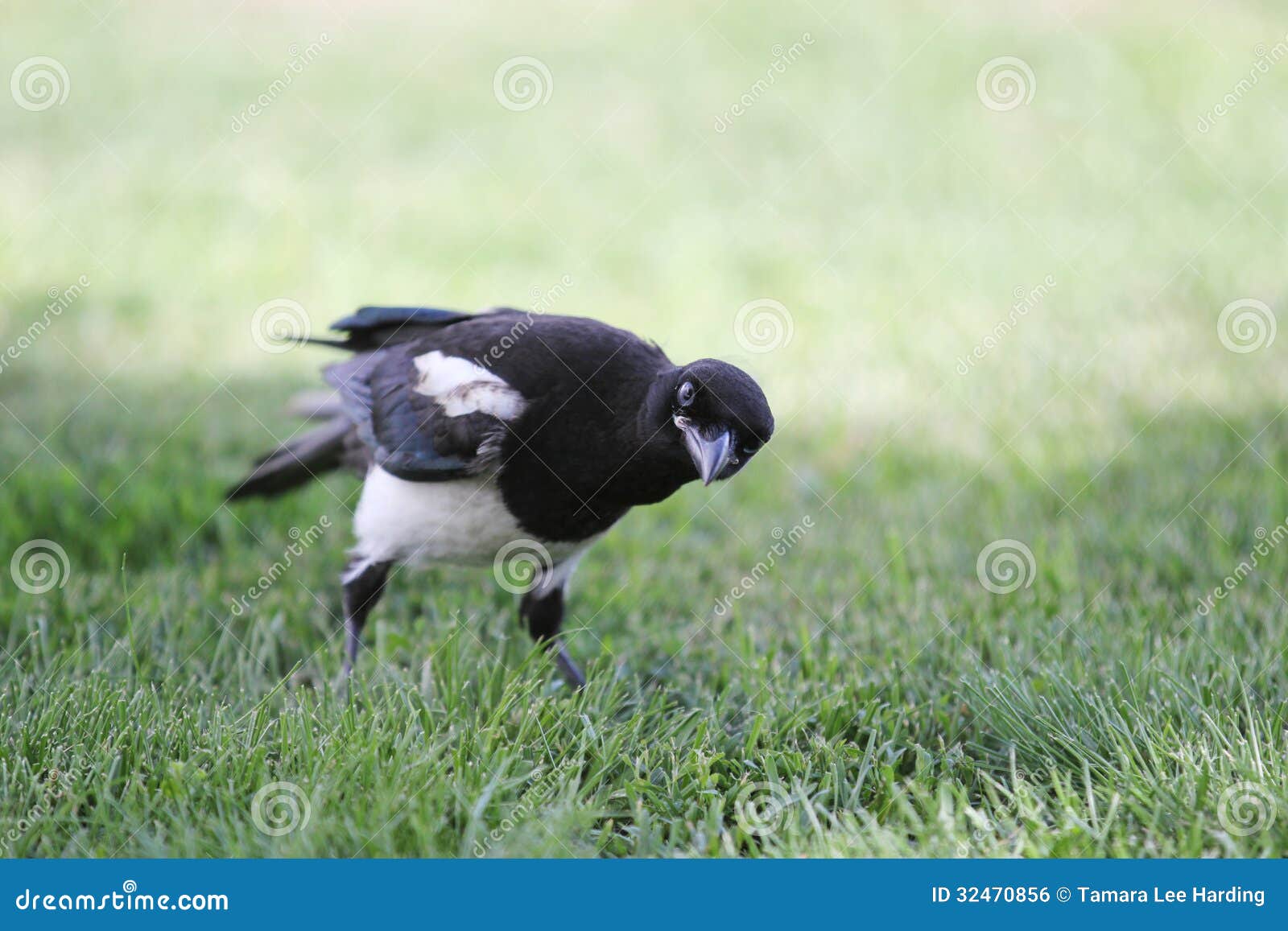 Curious Magpie stock photo. Image of feathers, summer - 32470856