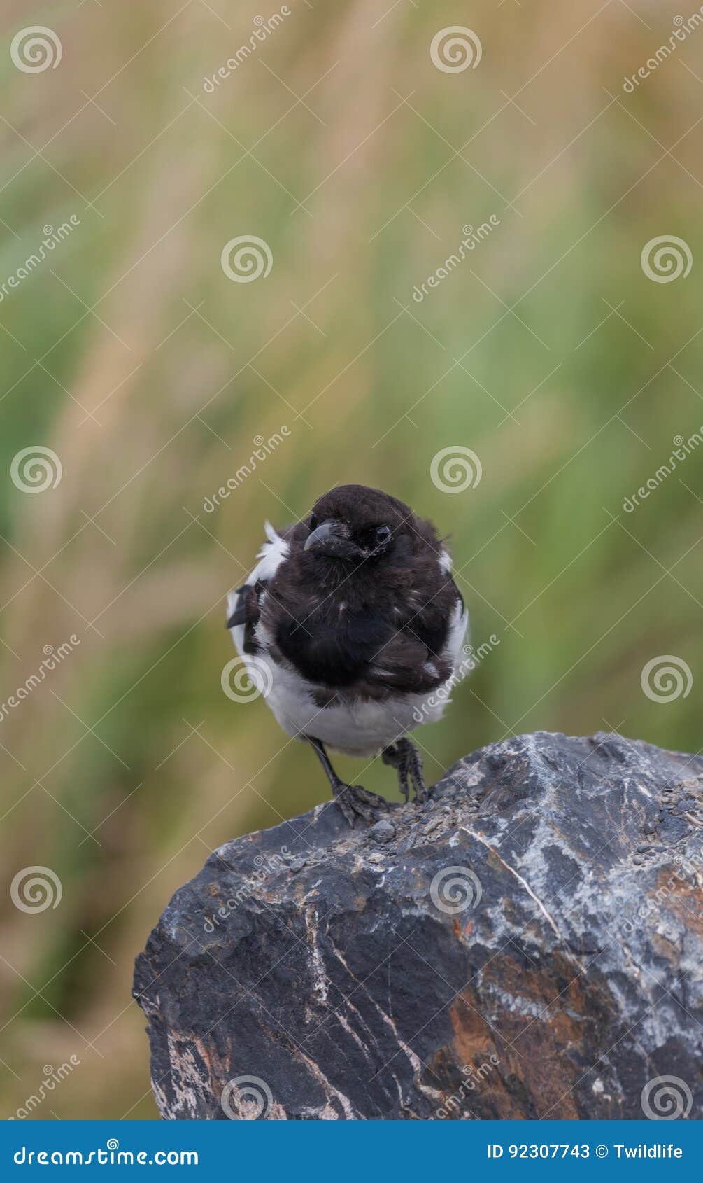 Curious Magpie Perched on Rock Stock Image - Image of avian, animal ...