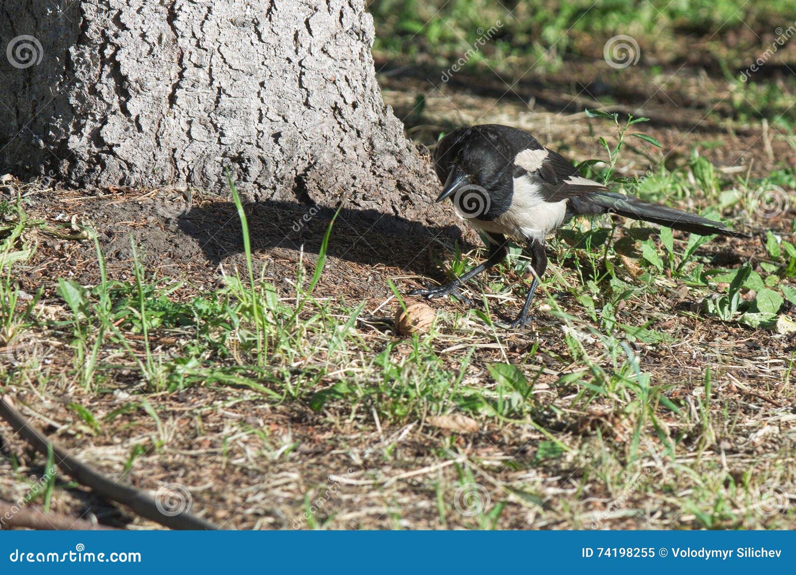 Curious Magpie with Prey Near the Tree Roots Stock Image - Image of ...