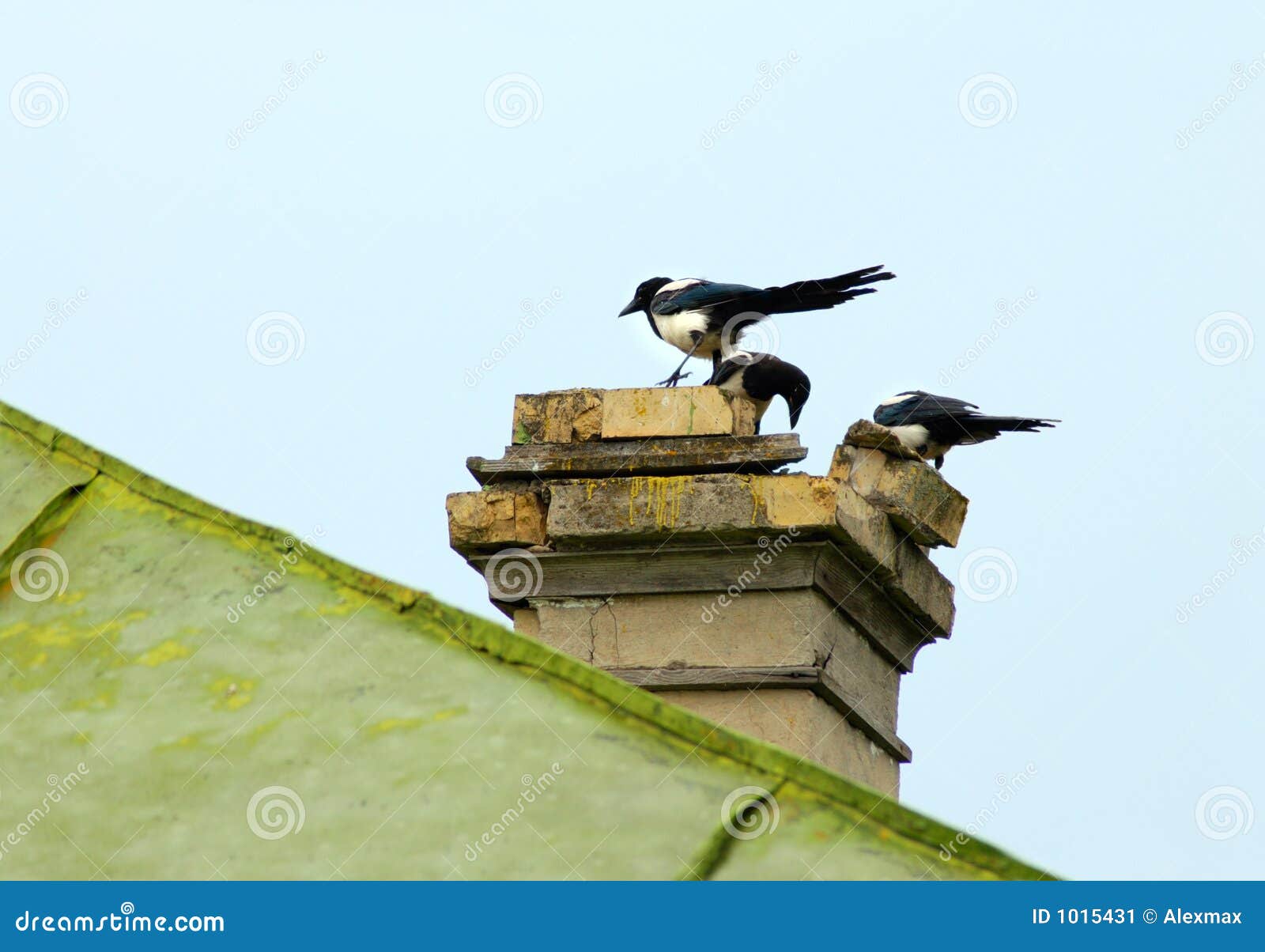 Curious magpies stock image. Image of humour, info, metaphorical - 1015431