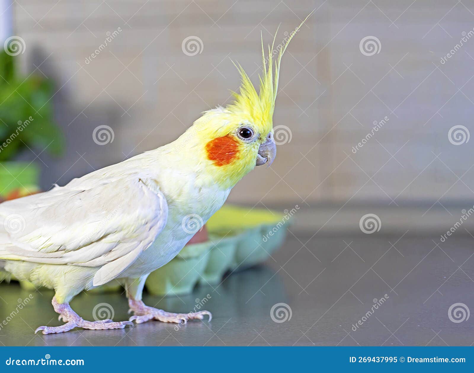 Curious Male Cockatiel Parrot on the Kitchen Stock Image - Image of ...