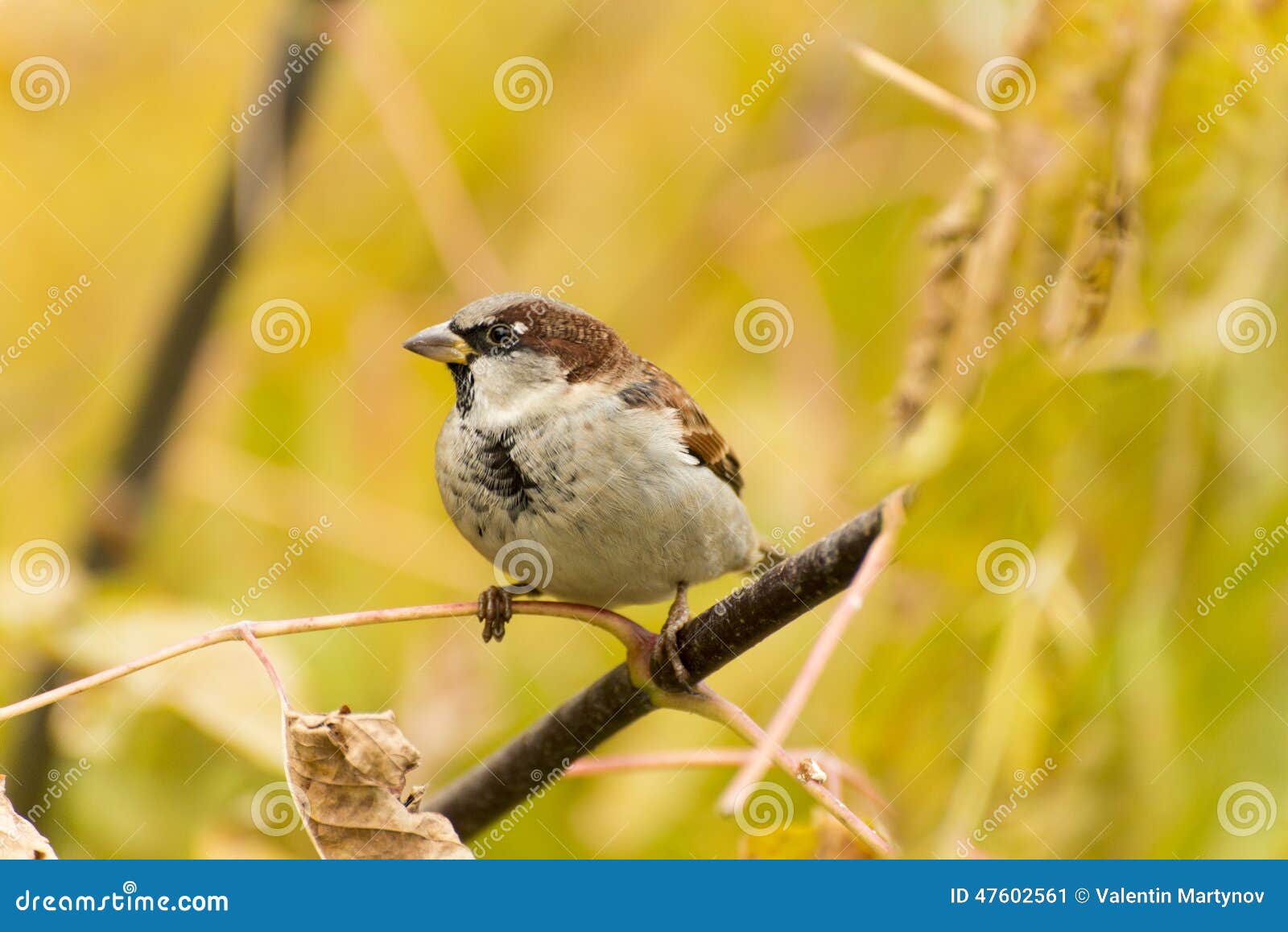 Curious Male Sparrow Sitting on a Branch in Autumn Stock Image - Image ...