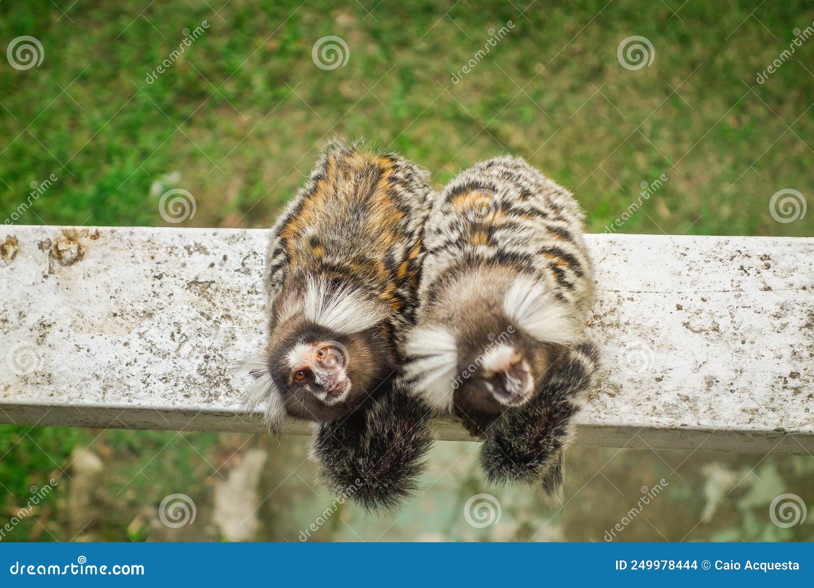 Curious Marmosets Brazilian Monkeys . Close Up View Stock Photo - Image ...