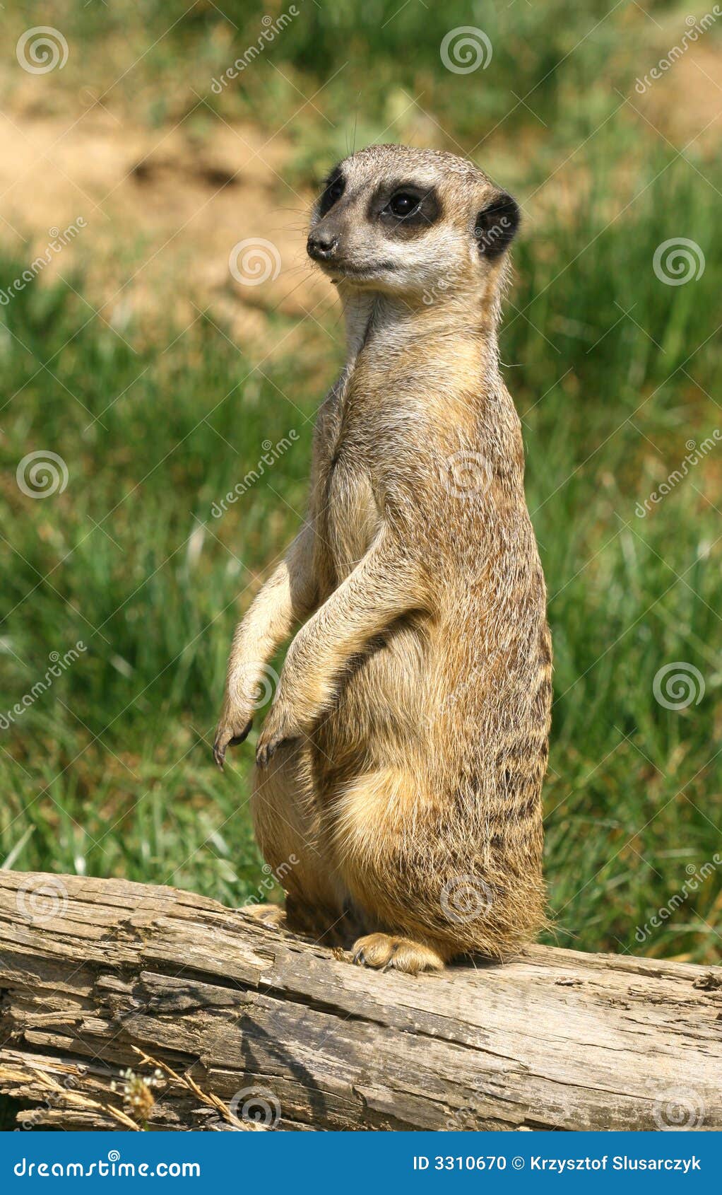Curious meerkat stock photo. Image of captive, paws, frightened - 3310670