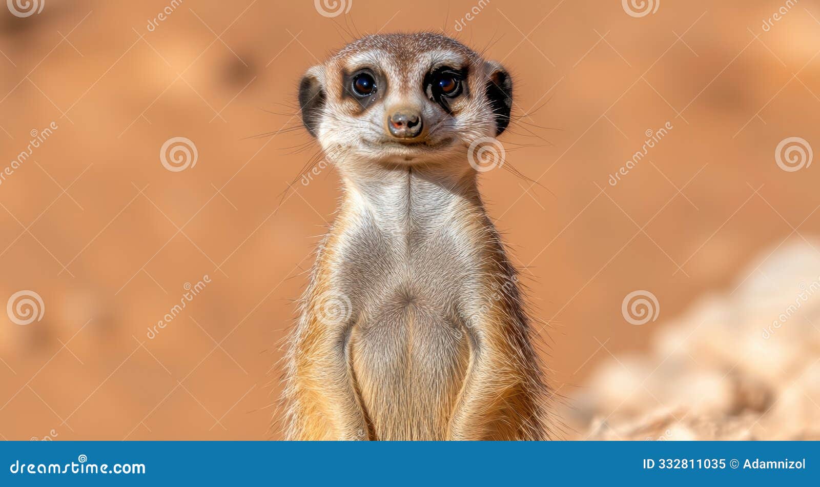 Curious Meerkat Standing Upright Stock Illustration - Illustration of ...