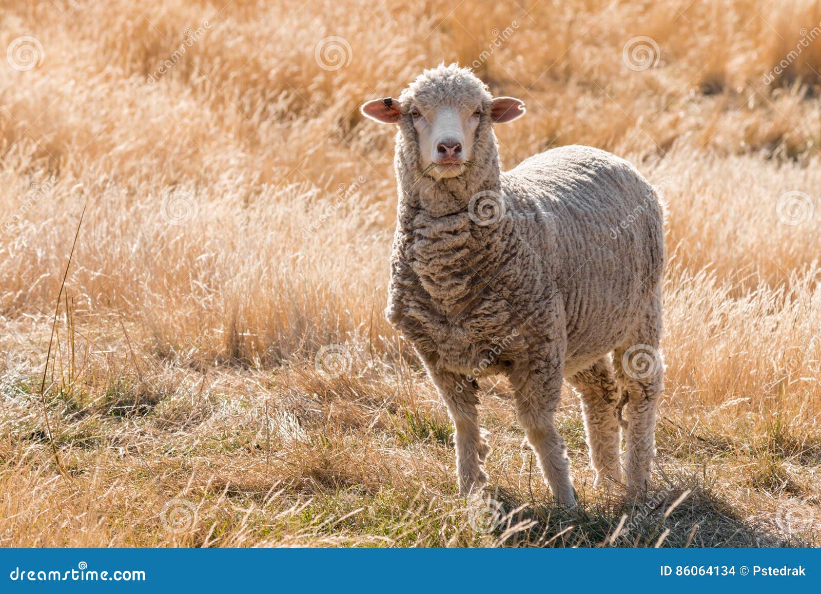 Curious Merino Sheep Standing on Grassy Hill Stock Photo - Image of ...