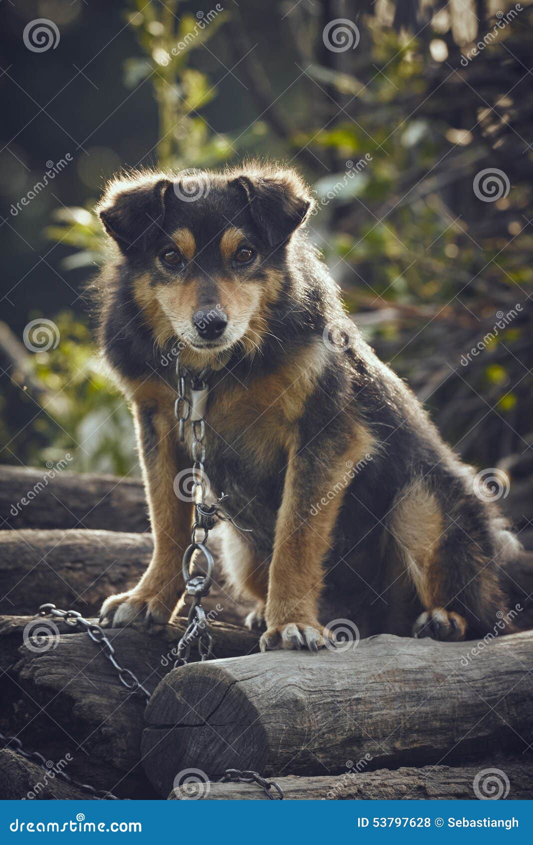 Curious miserable dog stock photo. Image of compassion - 53797628