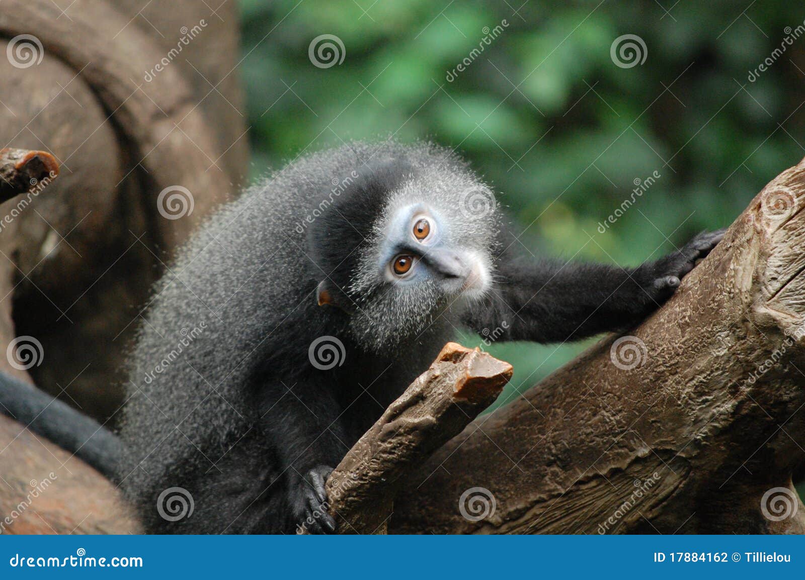 Curious Monkey stock photo. Image of close, monkey, wildlife - 17884162