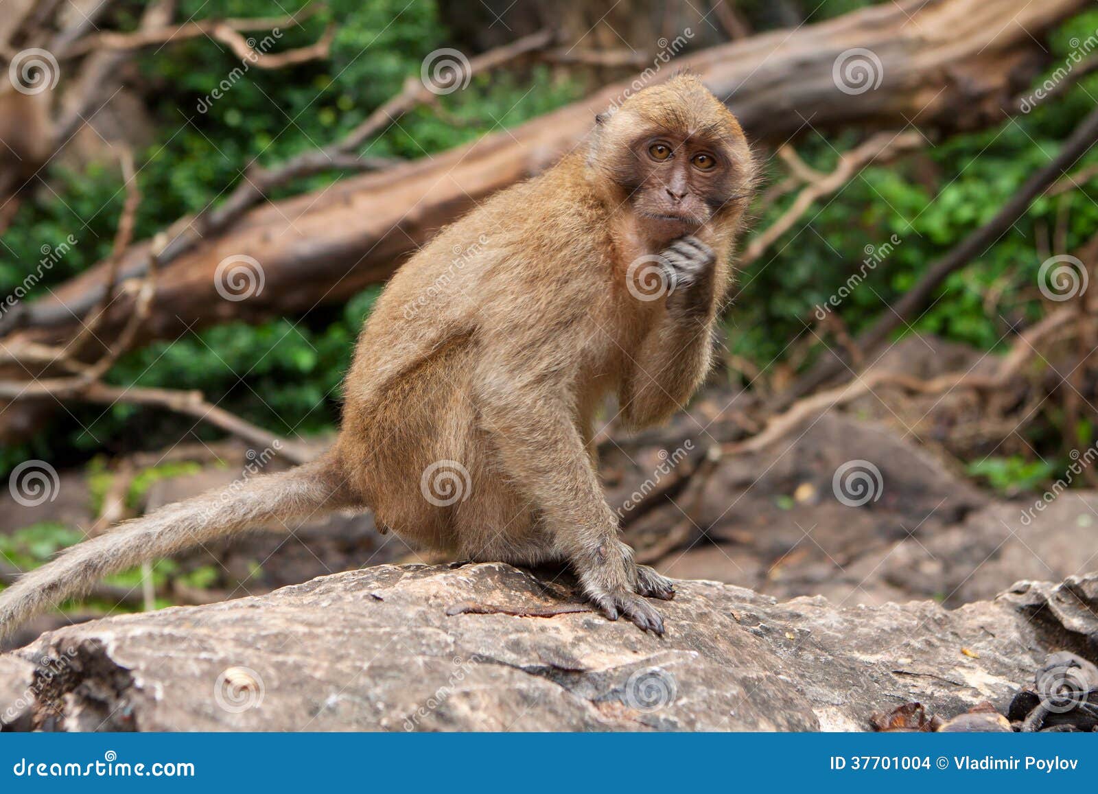 Curious monkey stock photo. Image of green, expression - 37701004
