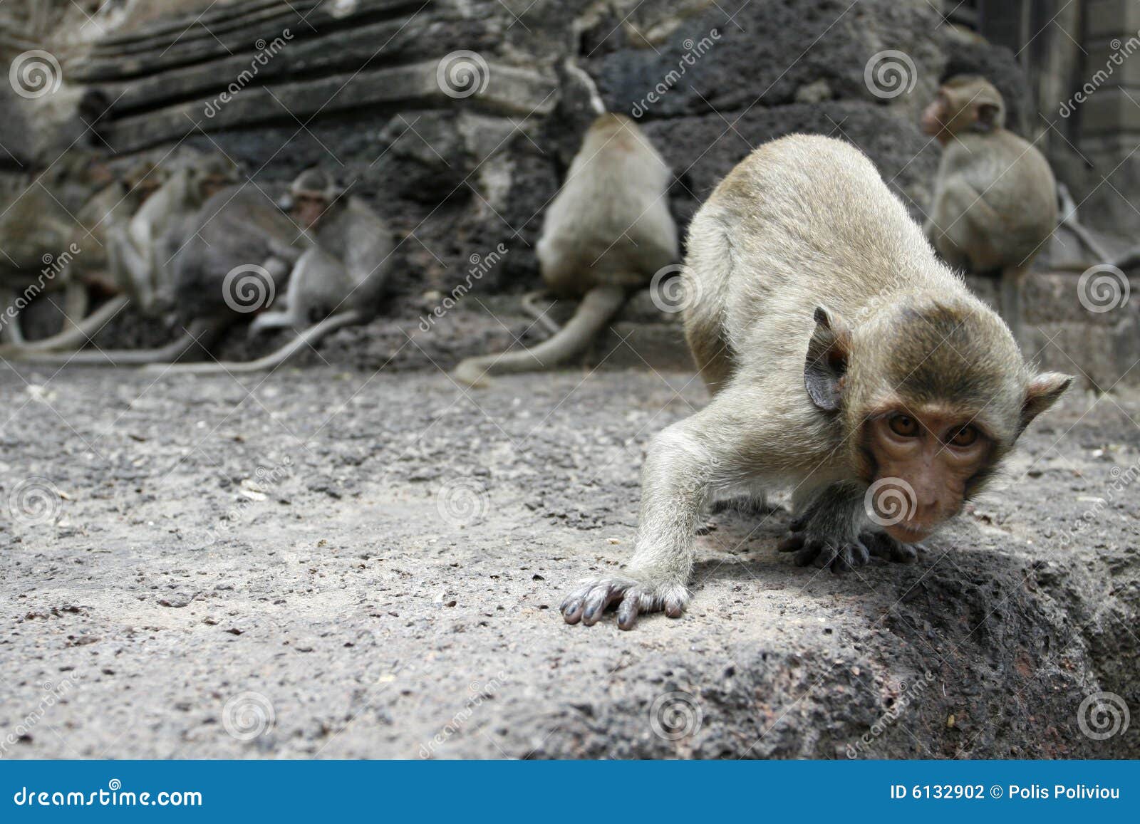 Curious monkey stock photo. Image of natural, baby, banana - 6132902
