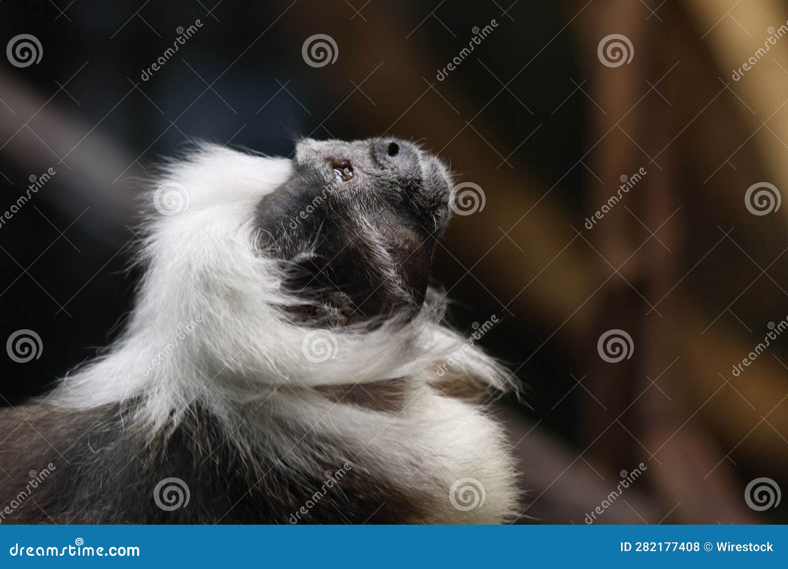 Curious Monkey with a Black and White Fur Coat Stock Photo - Image of ...