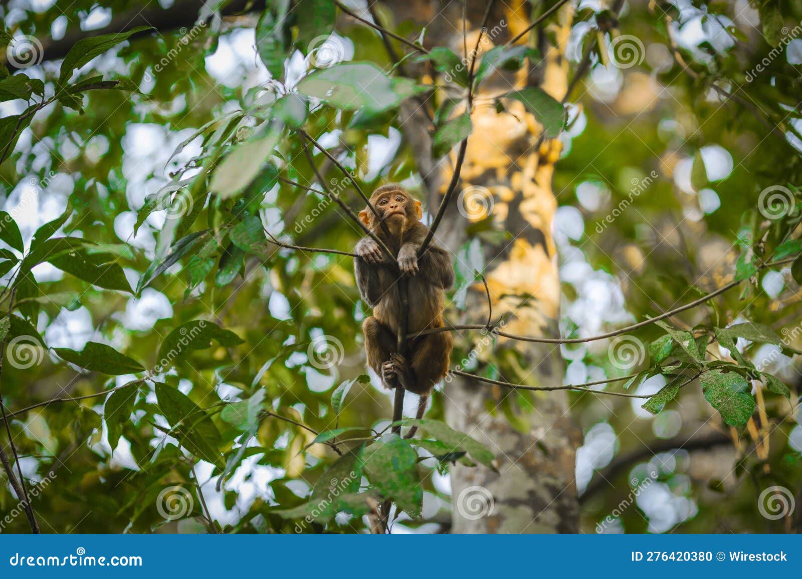 Curious Monkey Clings To a Tree Branch in a Green Forest Stock Photo ...