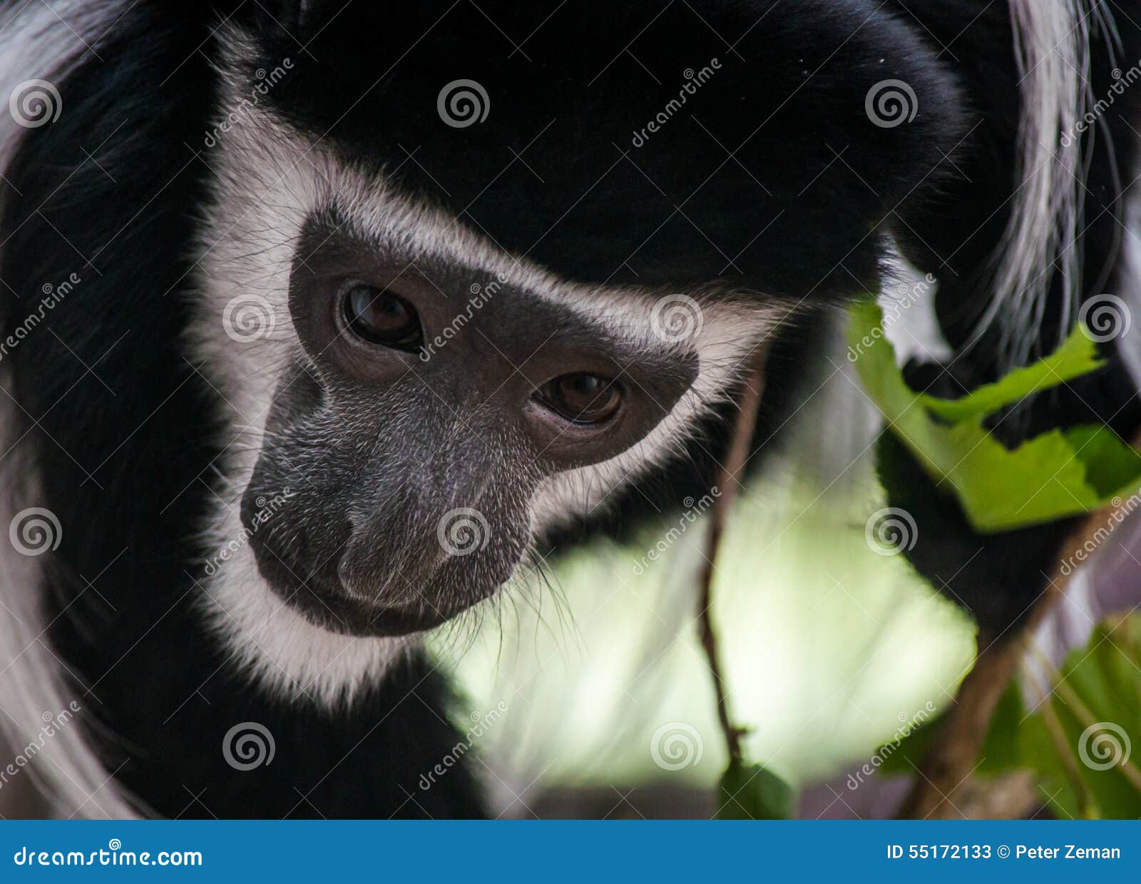 Curious monkey stock image. Image of face, wildlife, monkey - 55172133