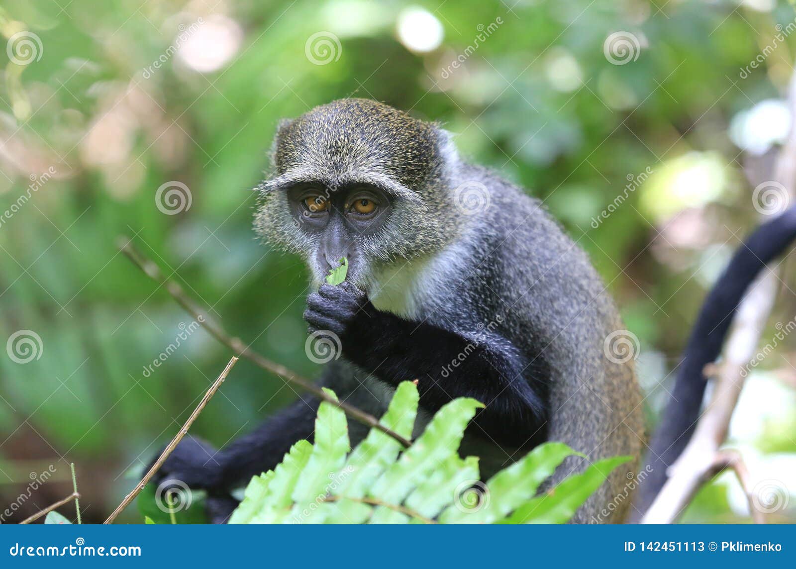 Curious Monkey In Misty Forest Jungle Scene Featuring Lush Greenery And ...
